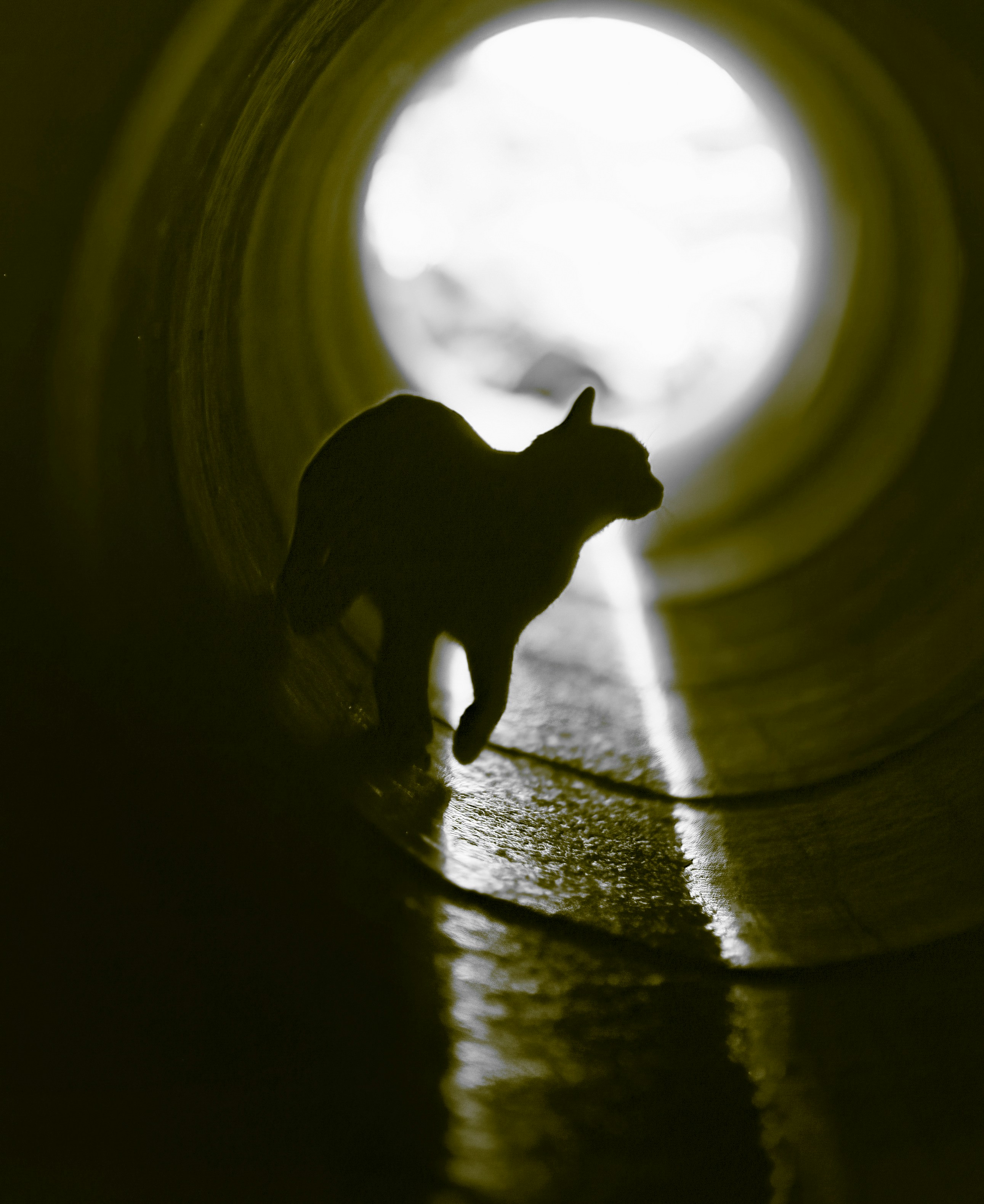 Tunnel Silhouette: Cat’s Quiet Walk Toward the Light