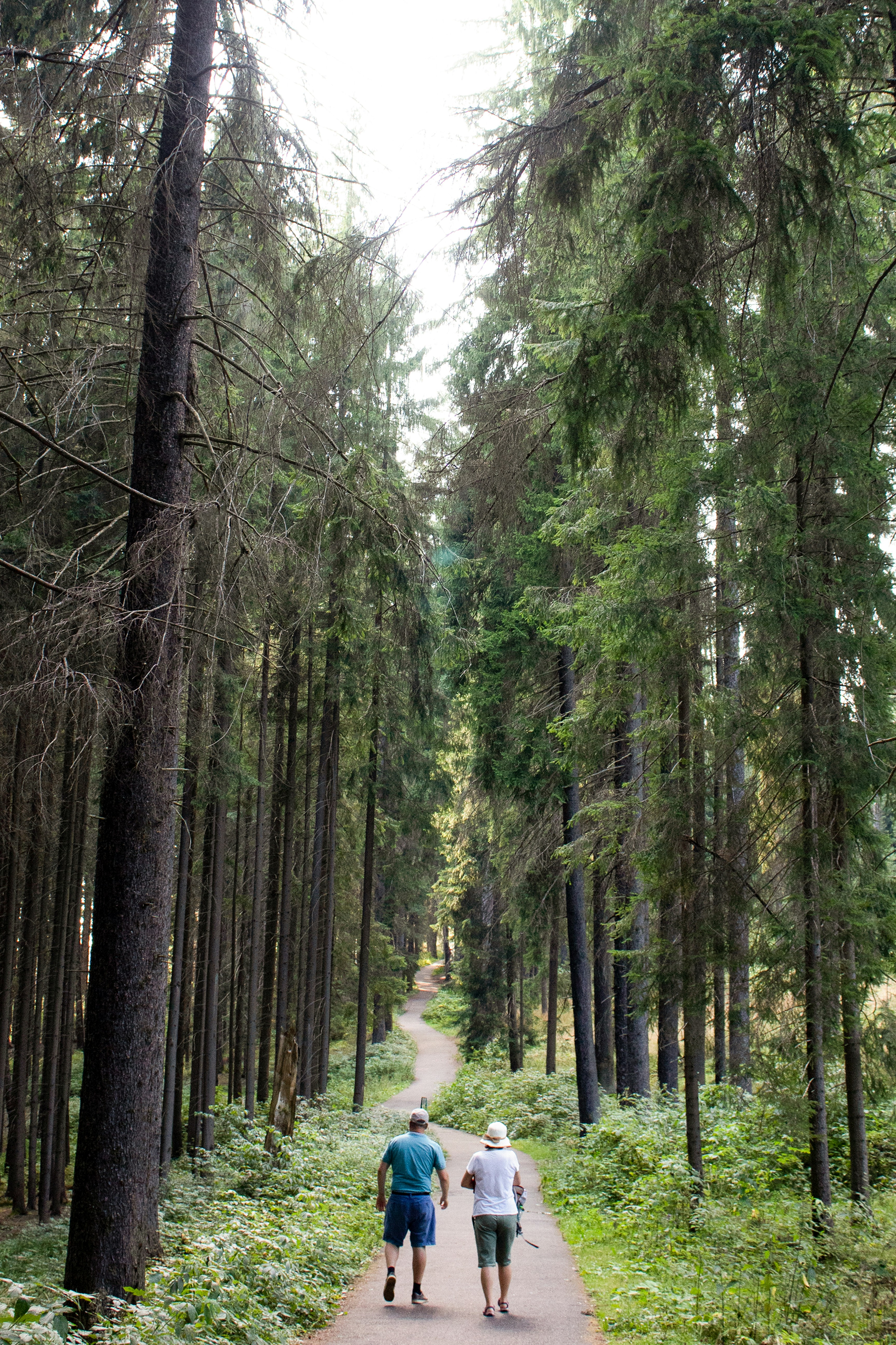 Two people walking down a path in the woods photo – Free Vatra dornei ...
