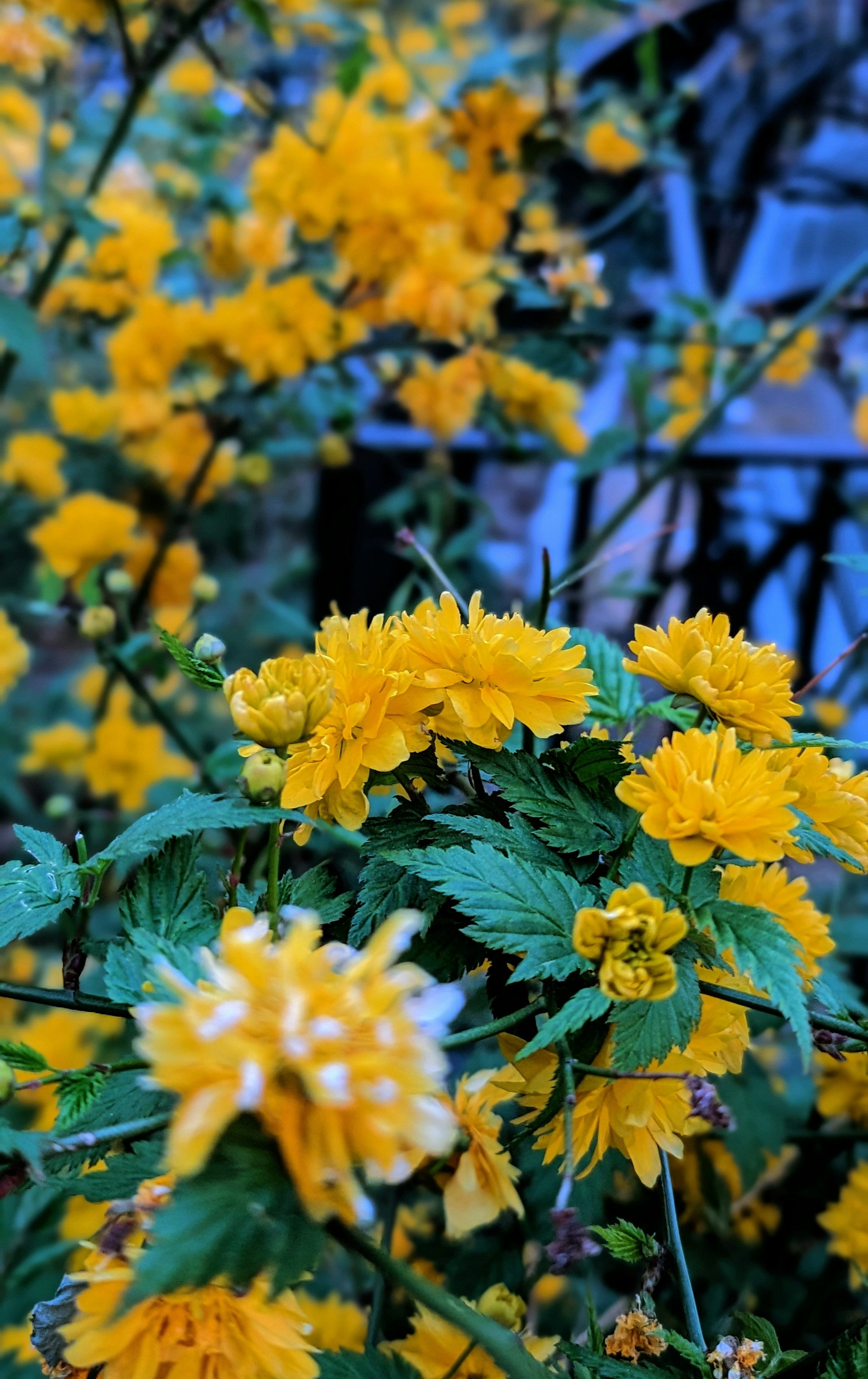 Golden Chrysanthemums: A Precise Close-Up in Velvet Blue Blur