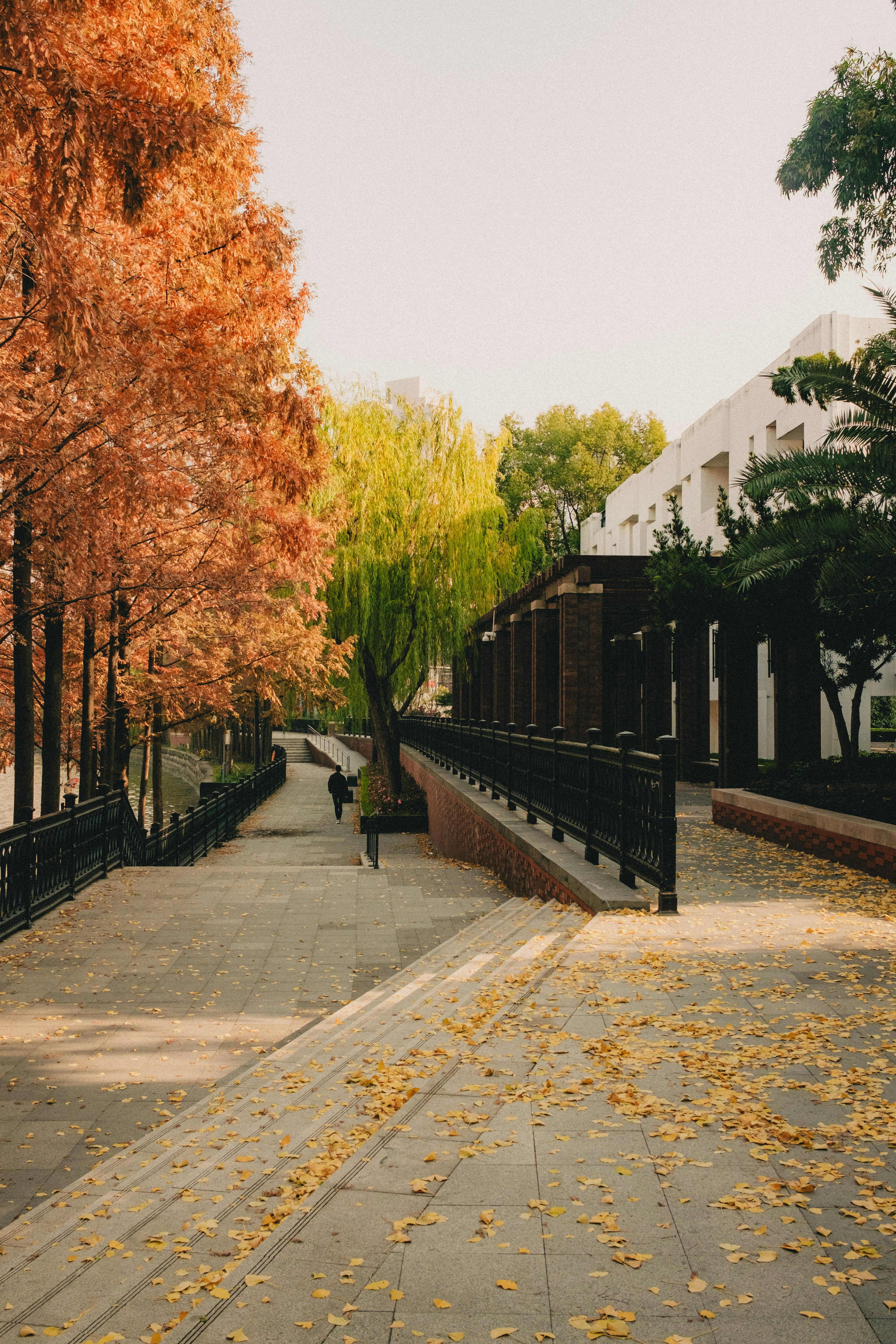 Autumn Corridor by the Canal: Quiet Walk Under Orange Canopies
