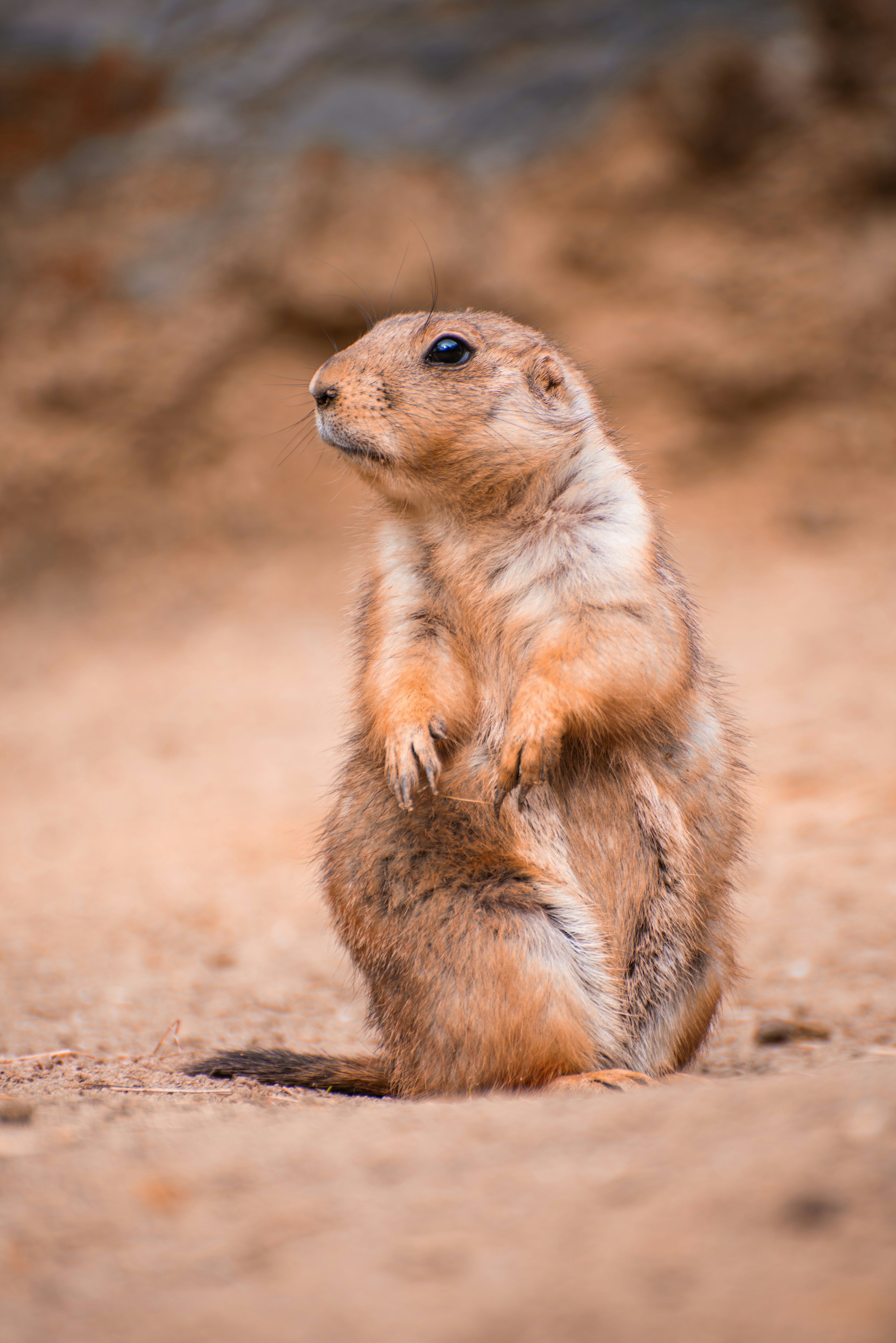Gopher Pictures | Download Free Images on Unsplash