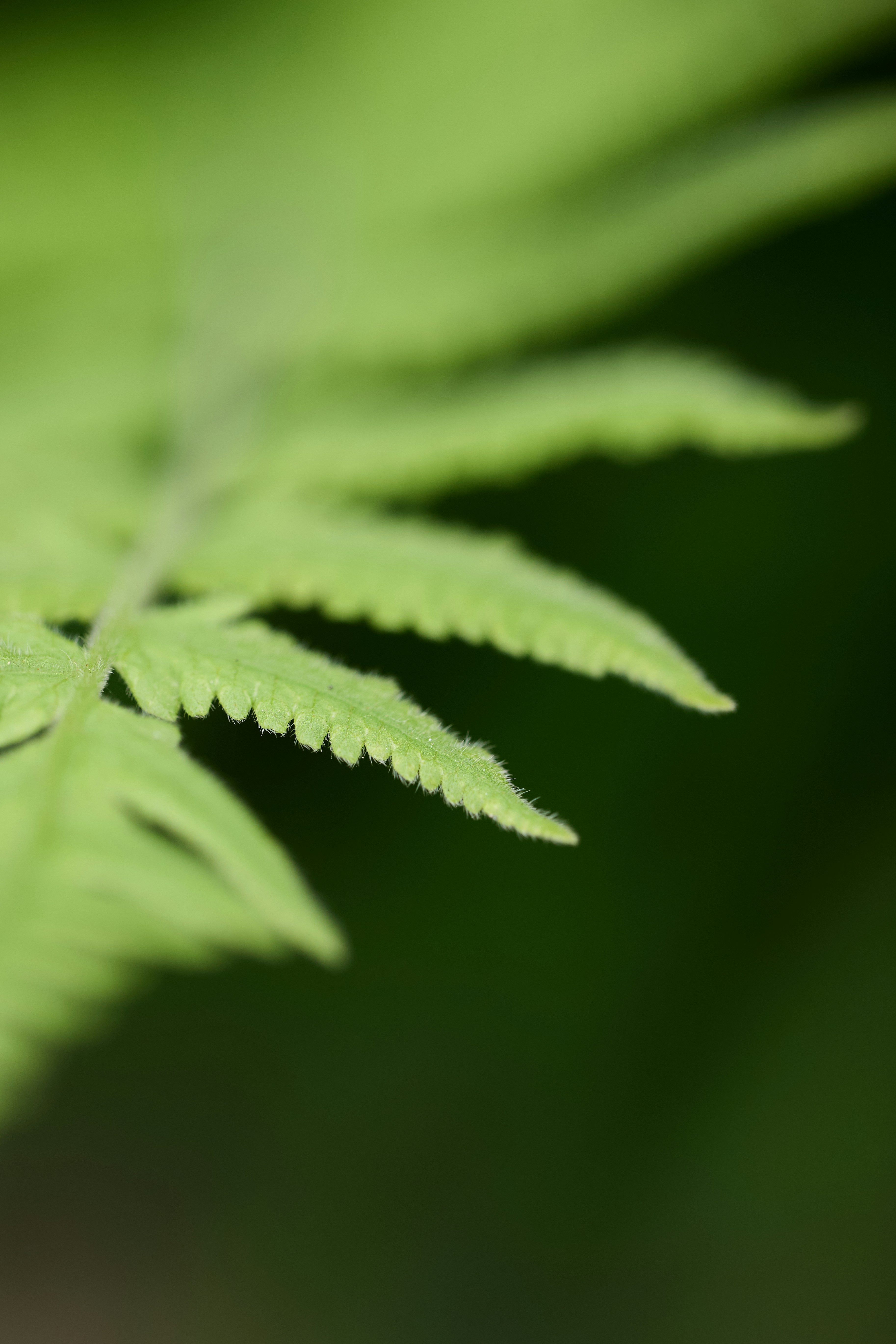 Fern Frond: a razor-edged line in velvet blur