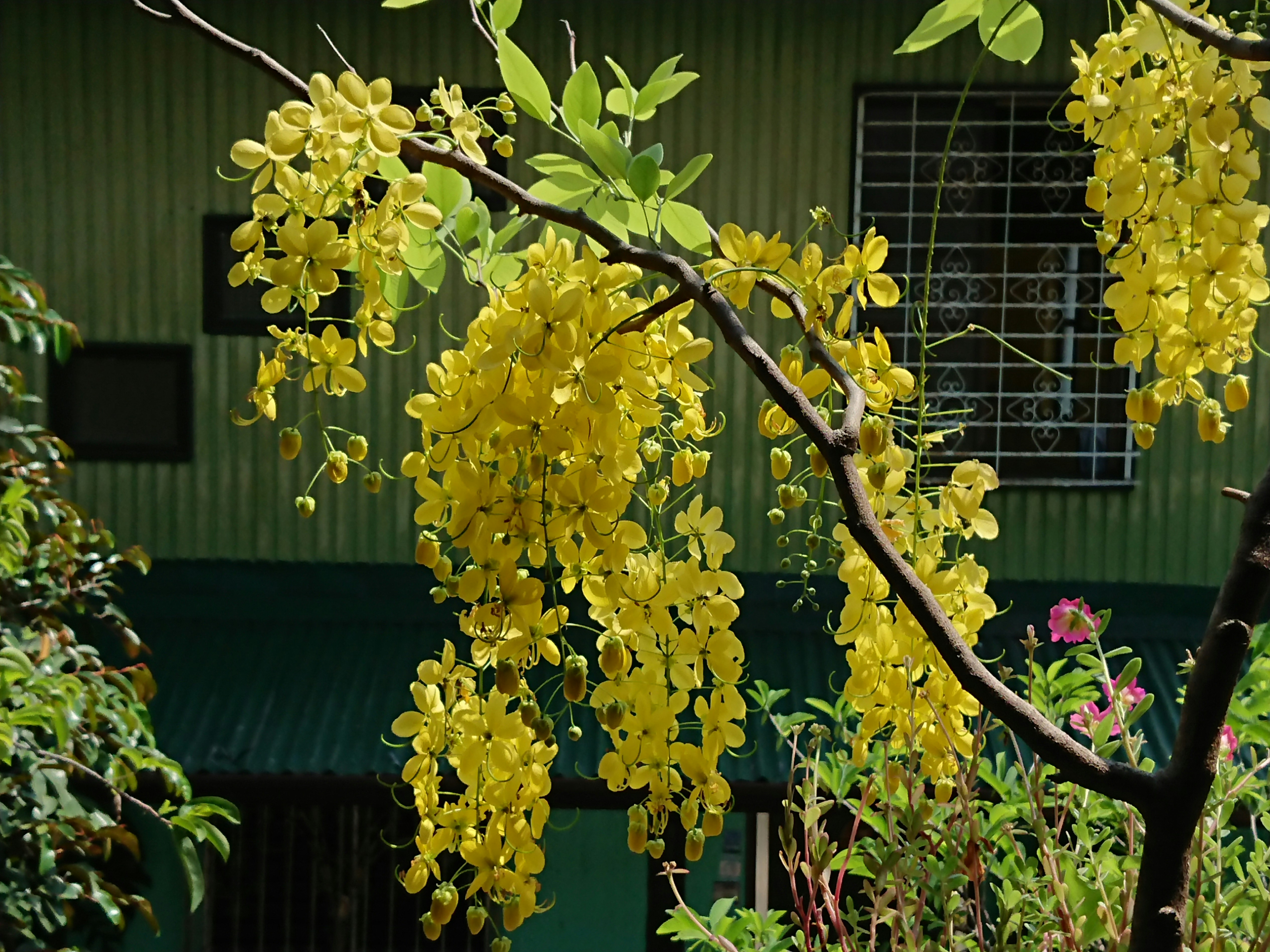 A tree with yellow flowers in front of a green building photo – Free ...