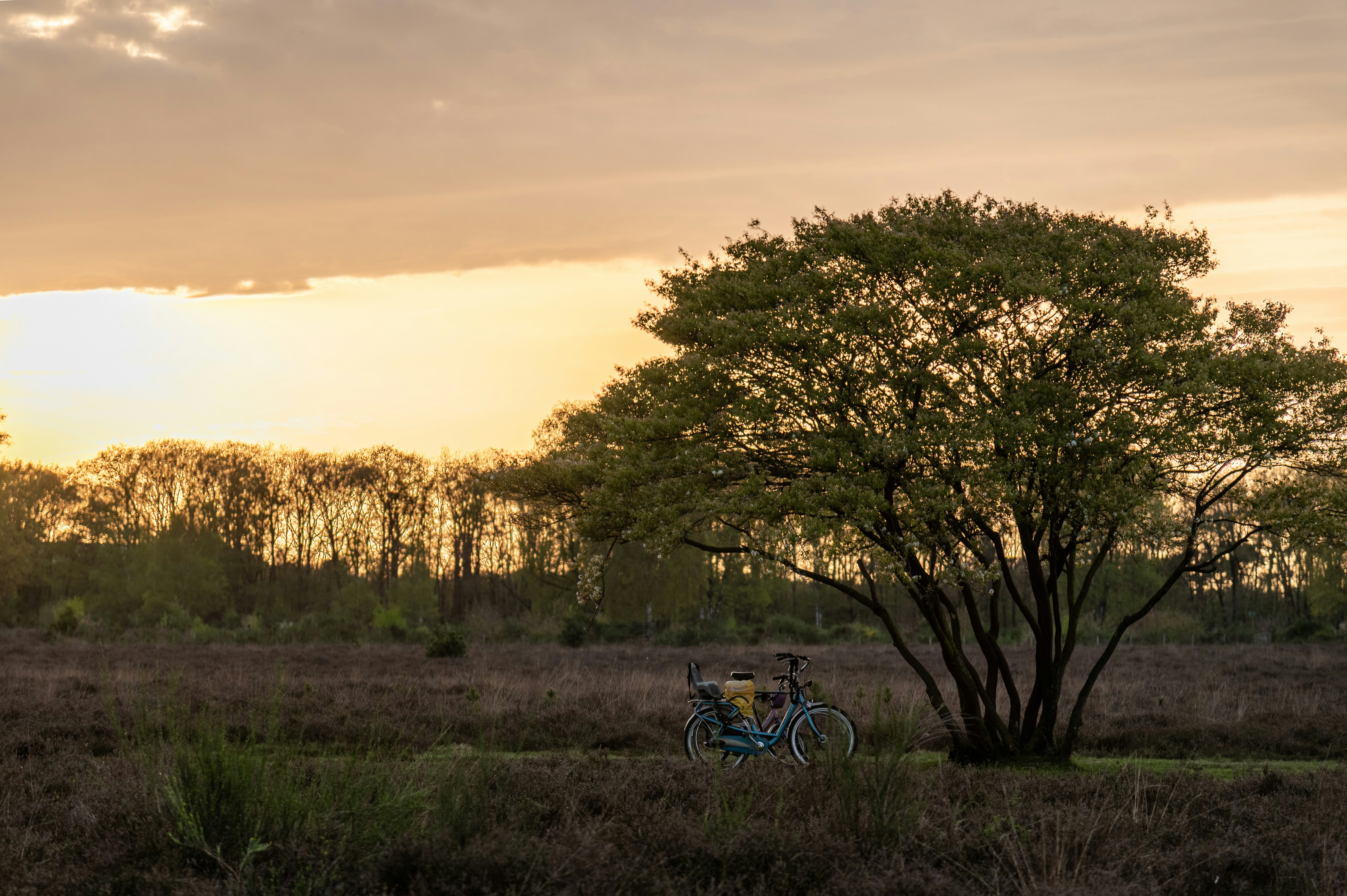 Dusk Ride Beneath a Wind-Swept Tree: Two Bikes on the Moor