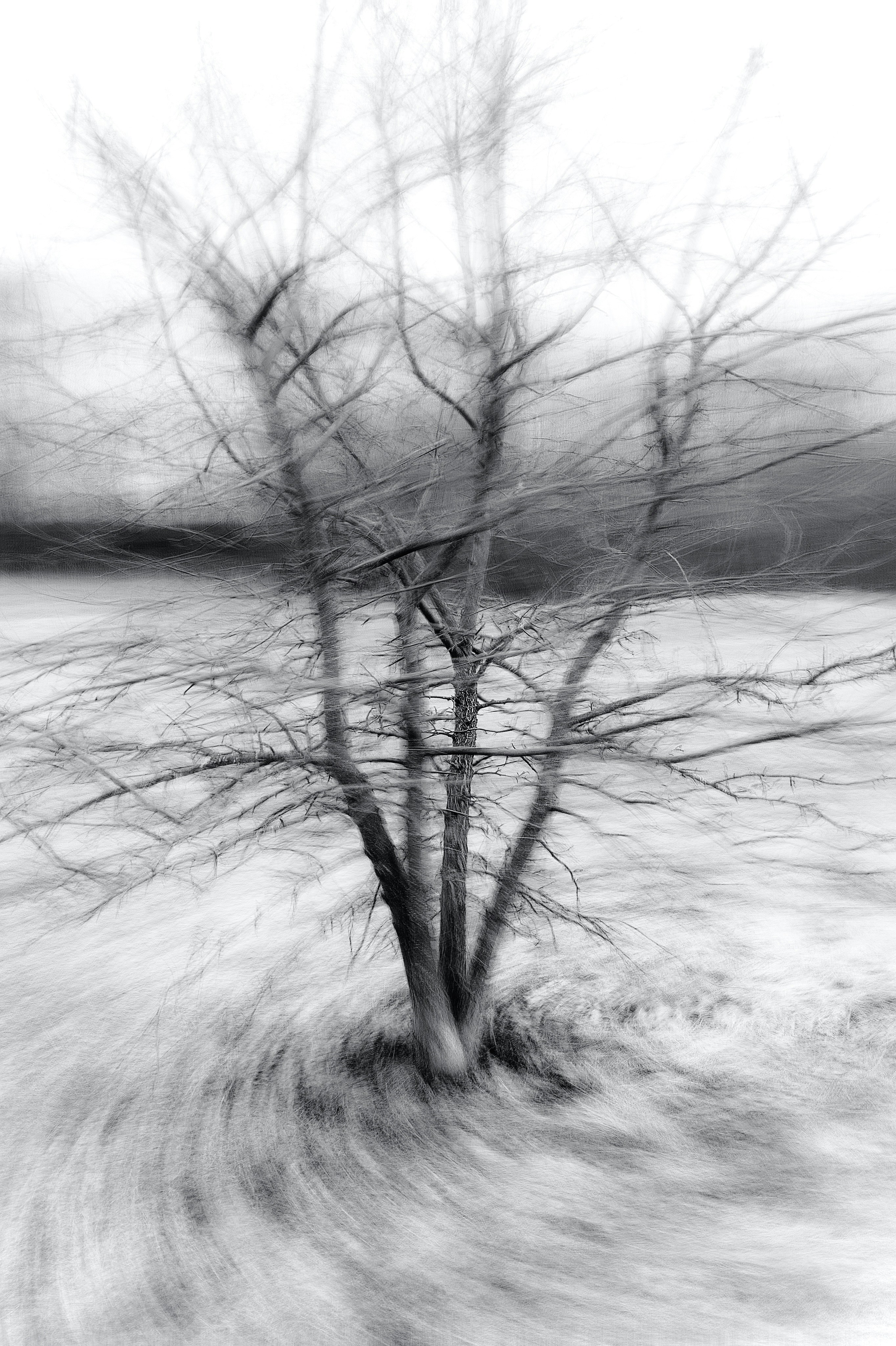 Une photo en noir et blanc d’un arbre photo – Photo La nature Gratuite ...