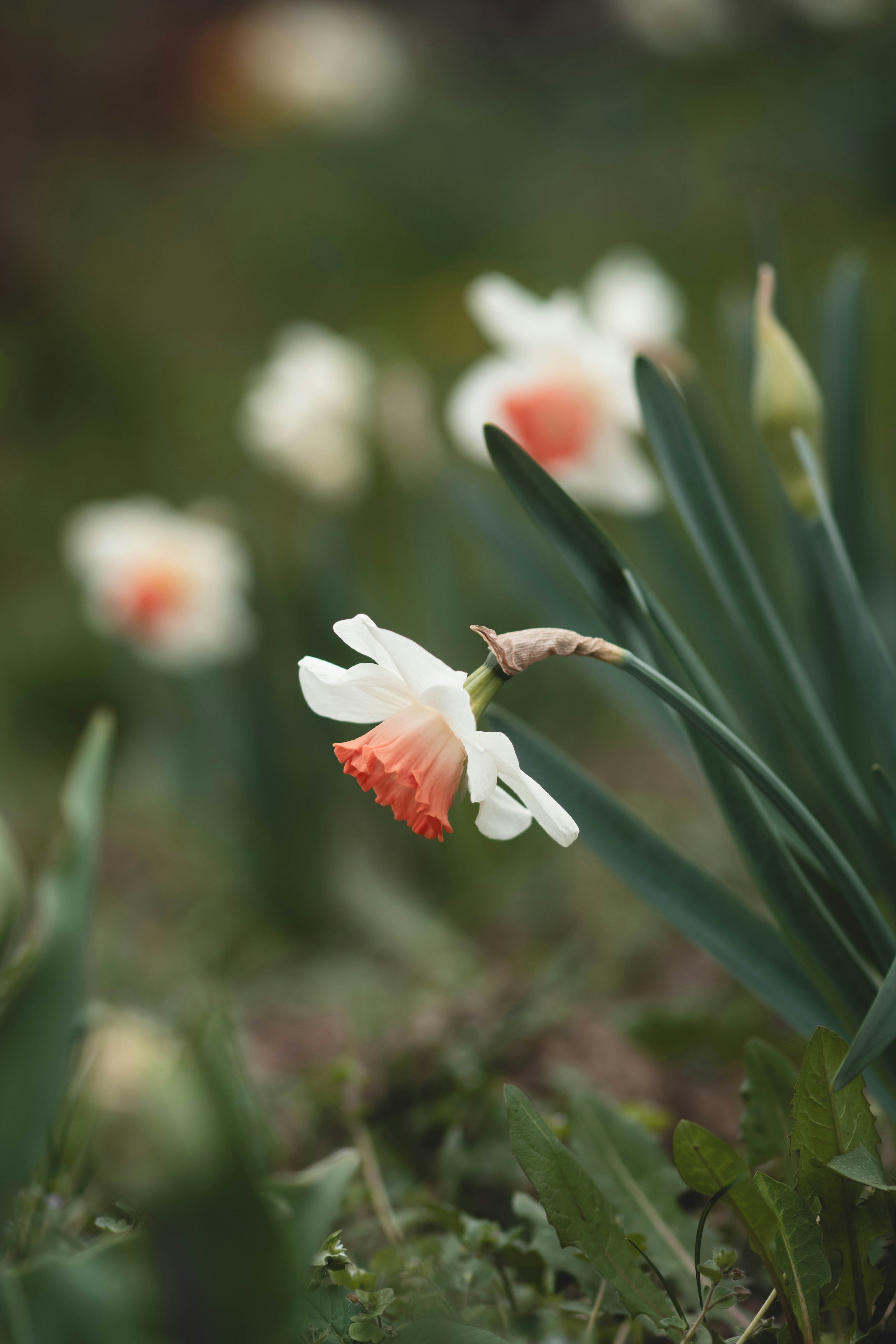 Whispering Daffodils: Orange-Cupped Blooms in Soft Focus