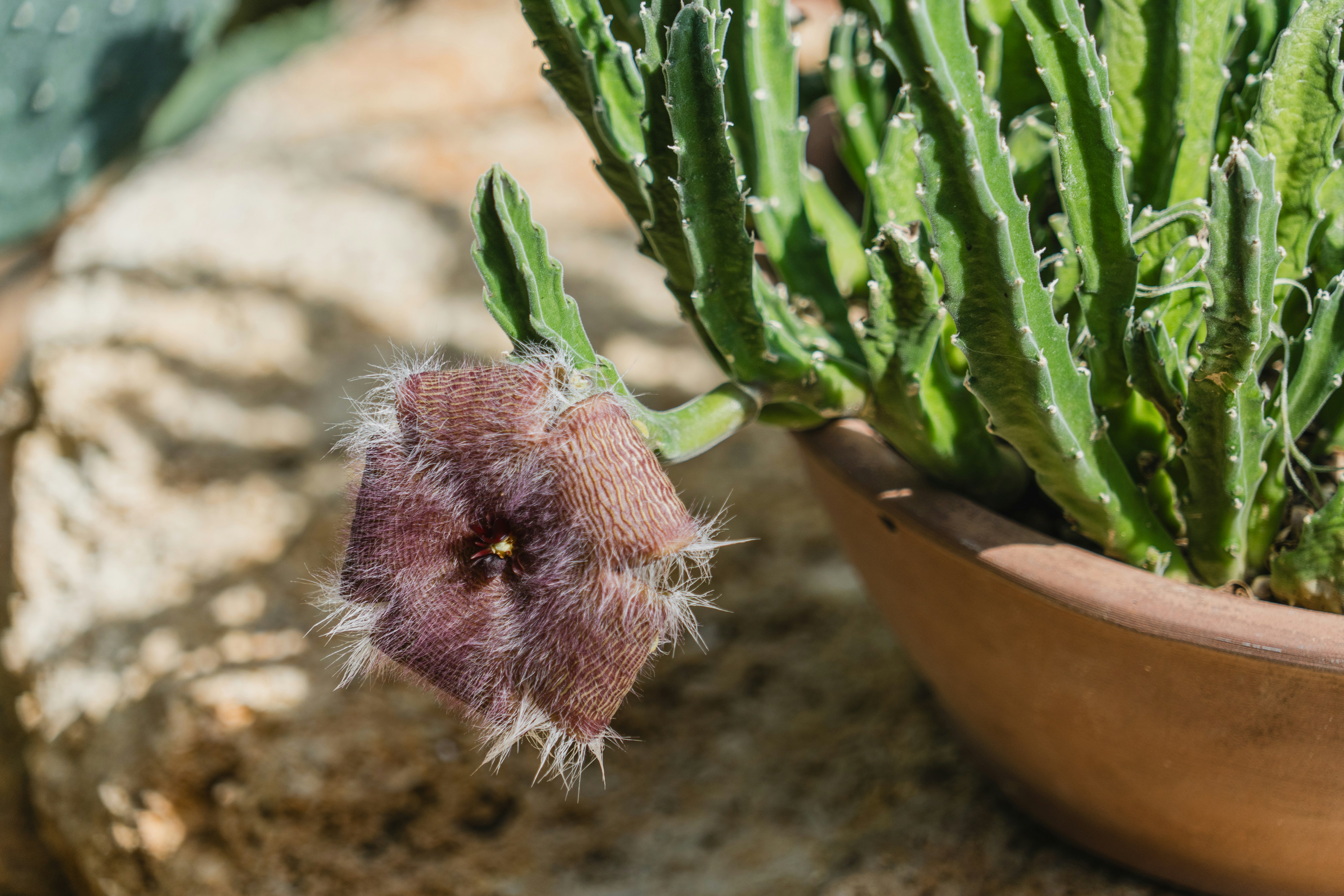 Dusty-pink bloom clings to a sunlit terracotta cactus pot