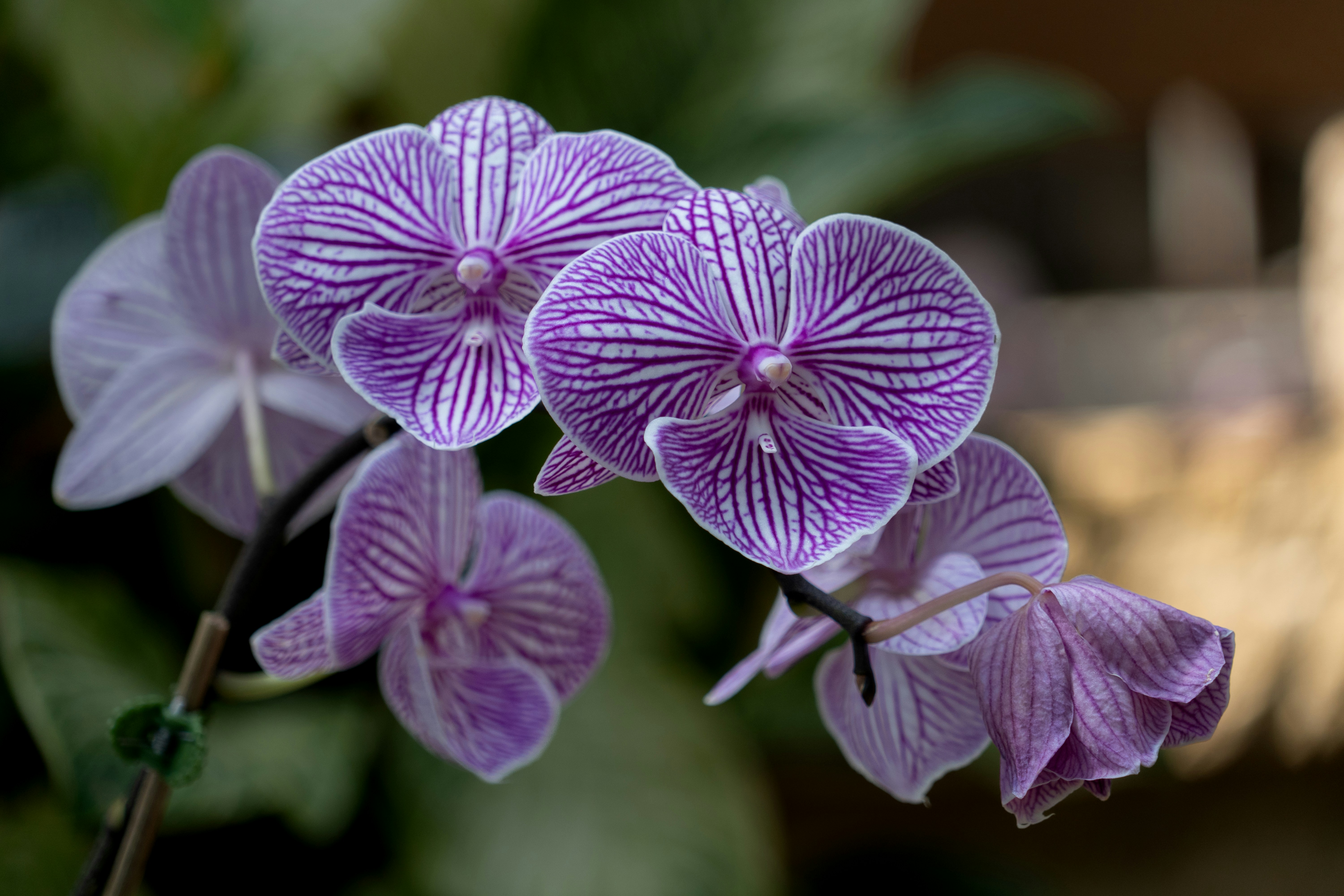 Orchid Symphony in Purple