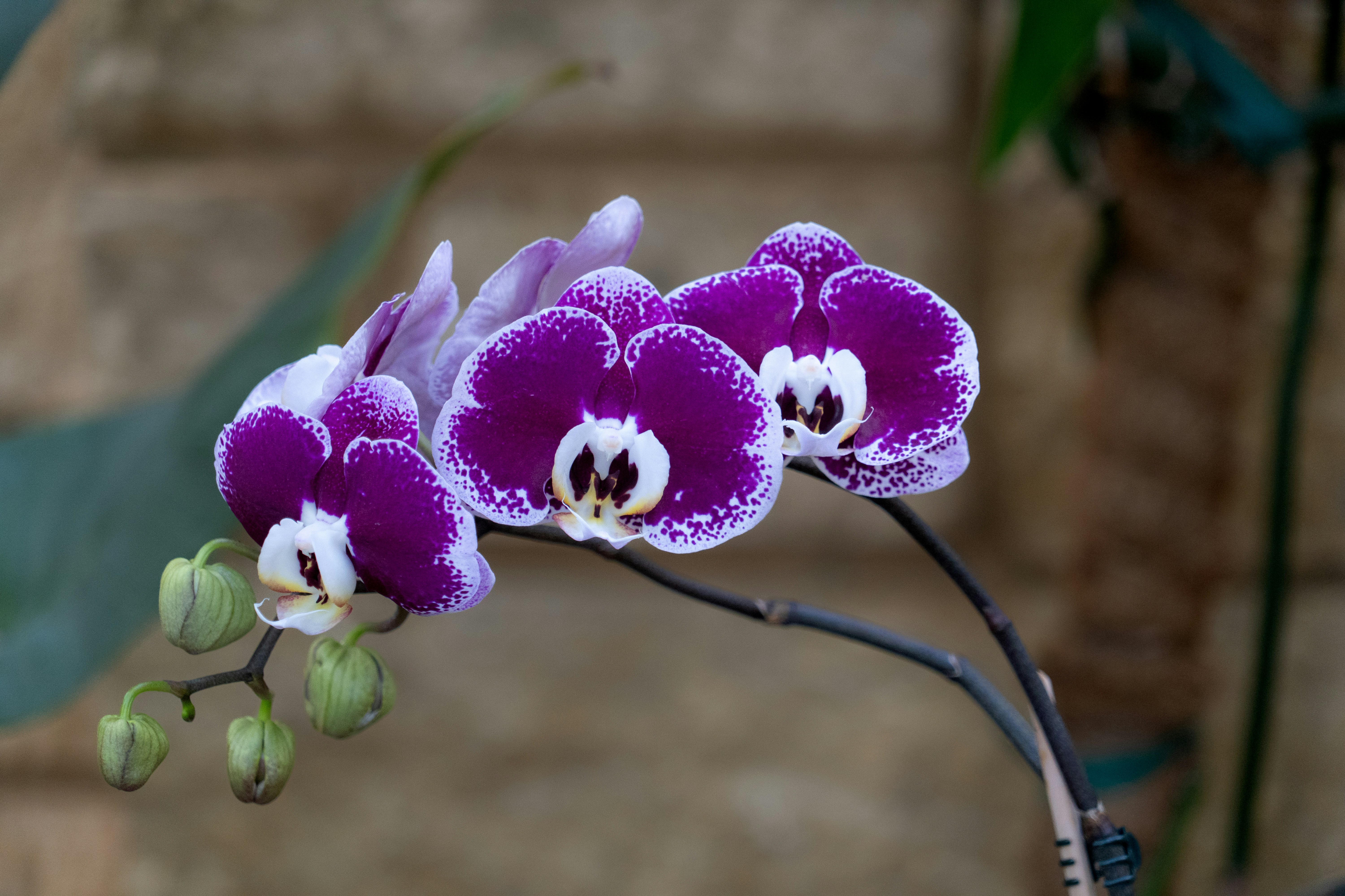Vibrant Elegance in Bloom