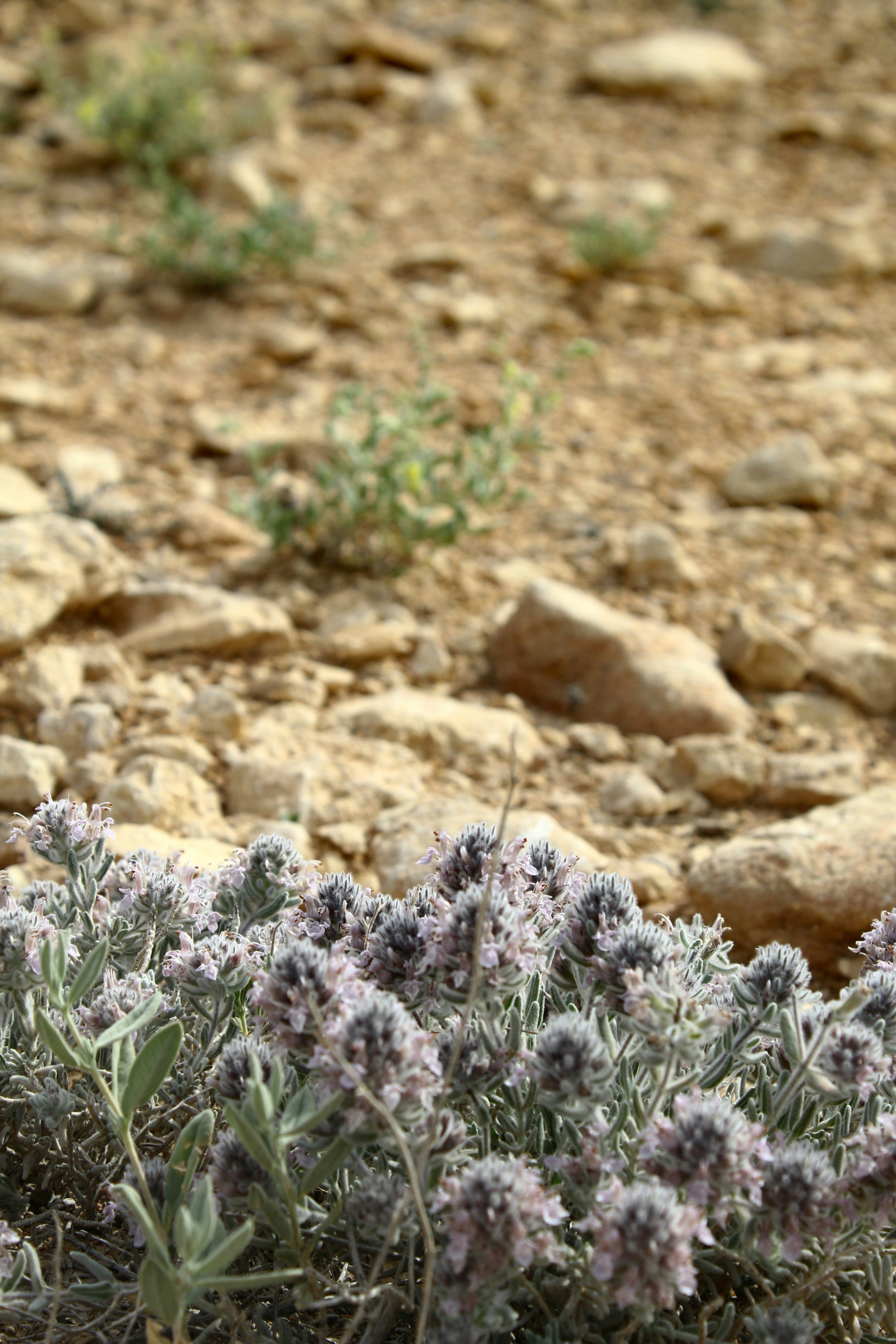 Desert Lavender in Stone Heap: a Quiet Bloom at the Edge
