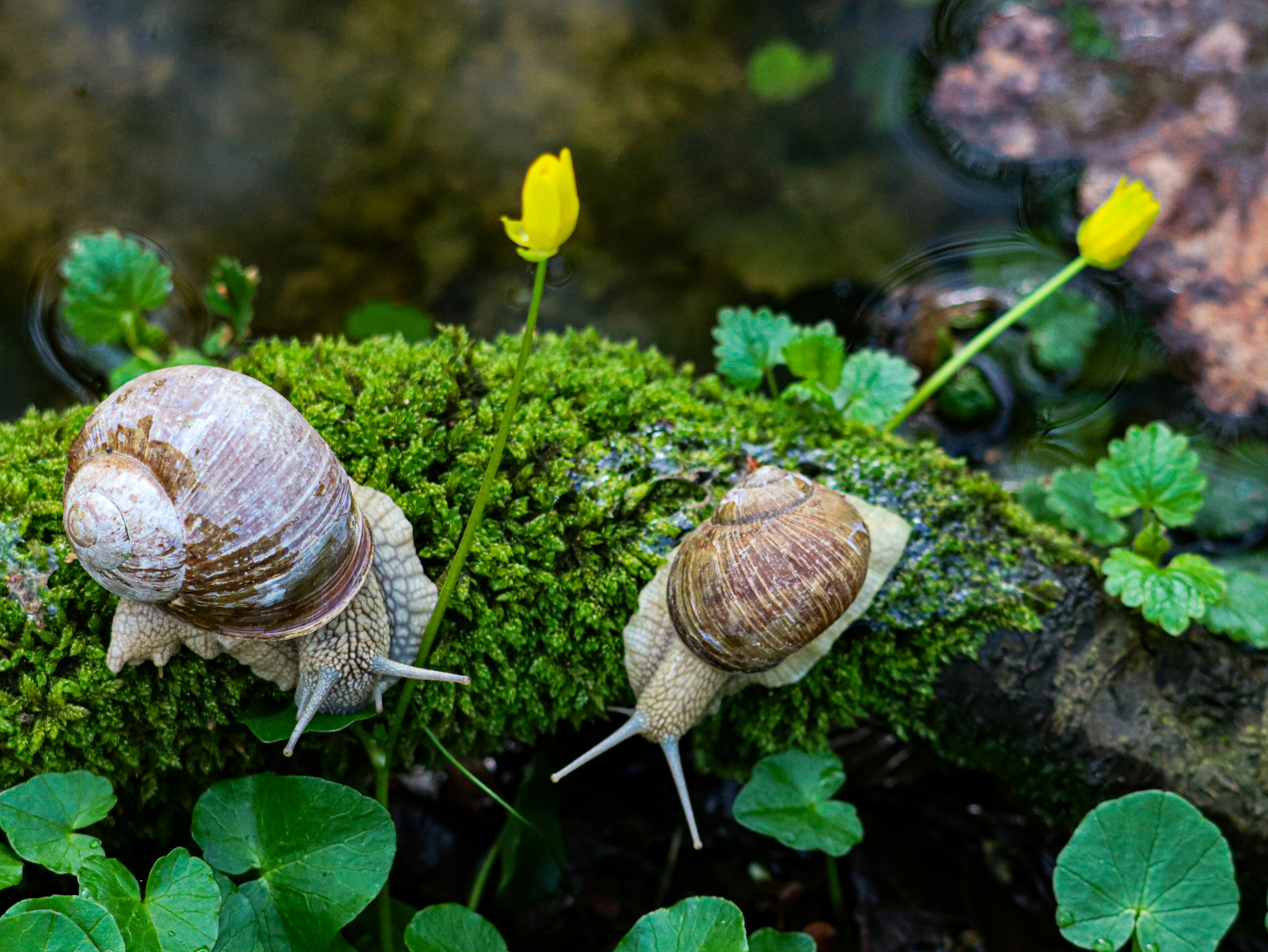 Two snails are sitting on a mossy surface photo – Free Animal Image on ...