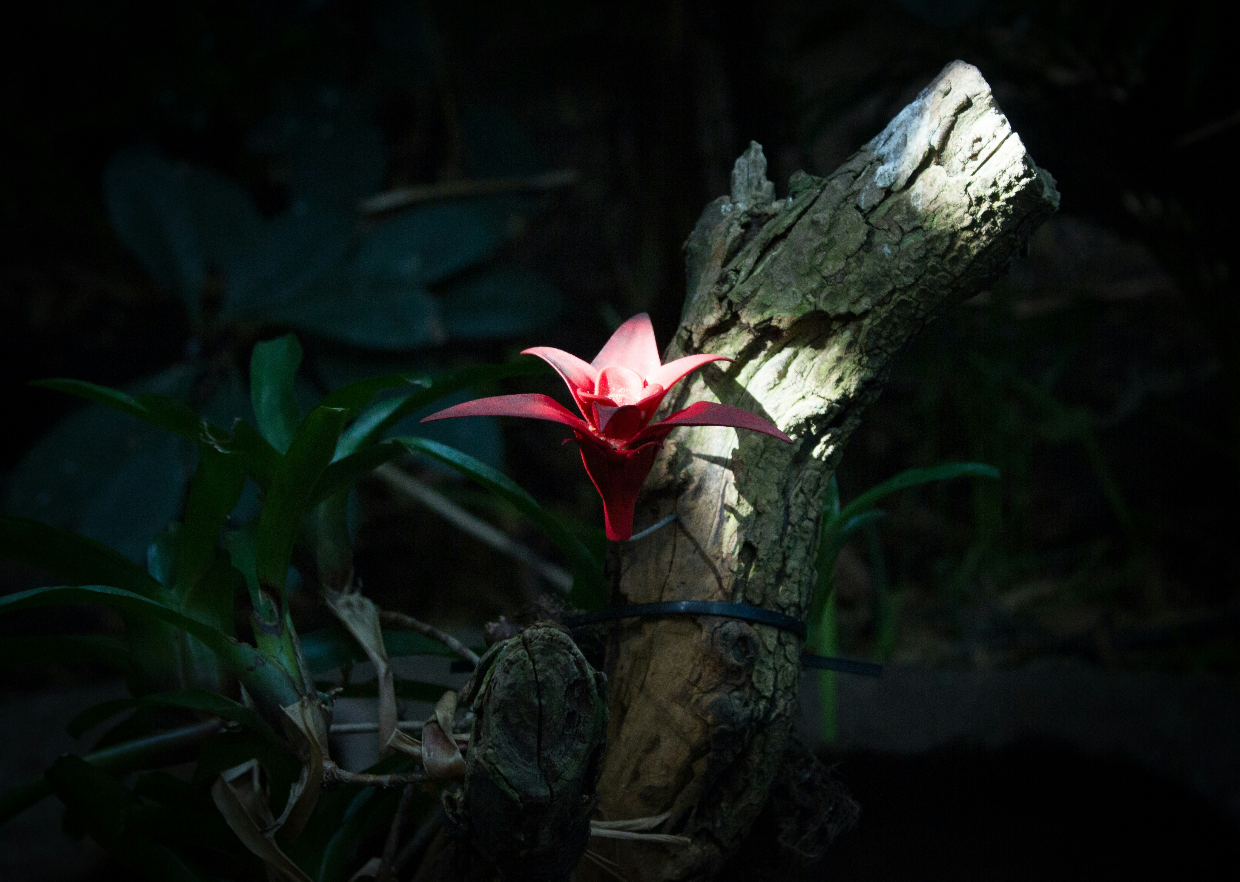 Crimson Bloom in a Narrow Beam on a Weathered Log