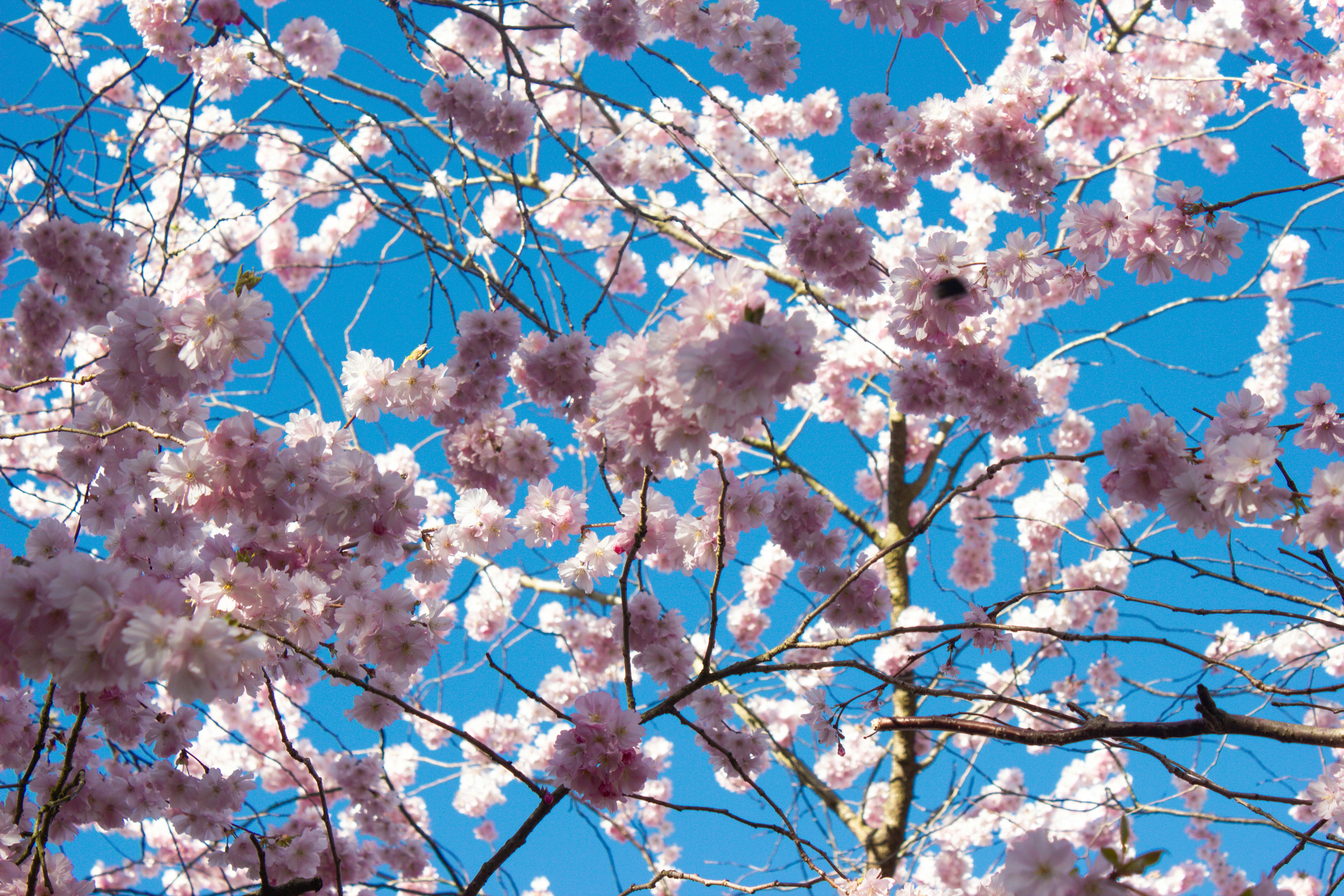 Cherry blossoms in bloom