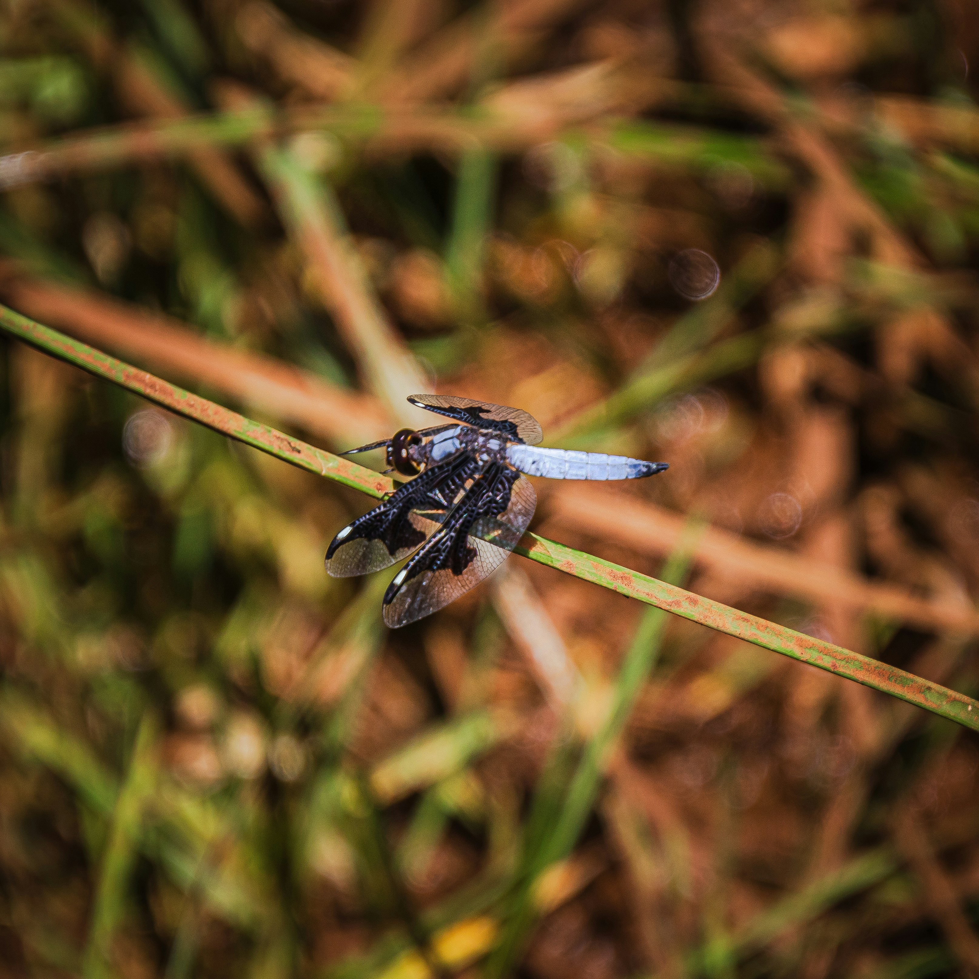 A blue and black insect sitting on a blade of grass photo – Free Kenya ...