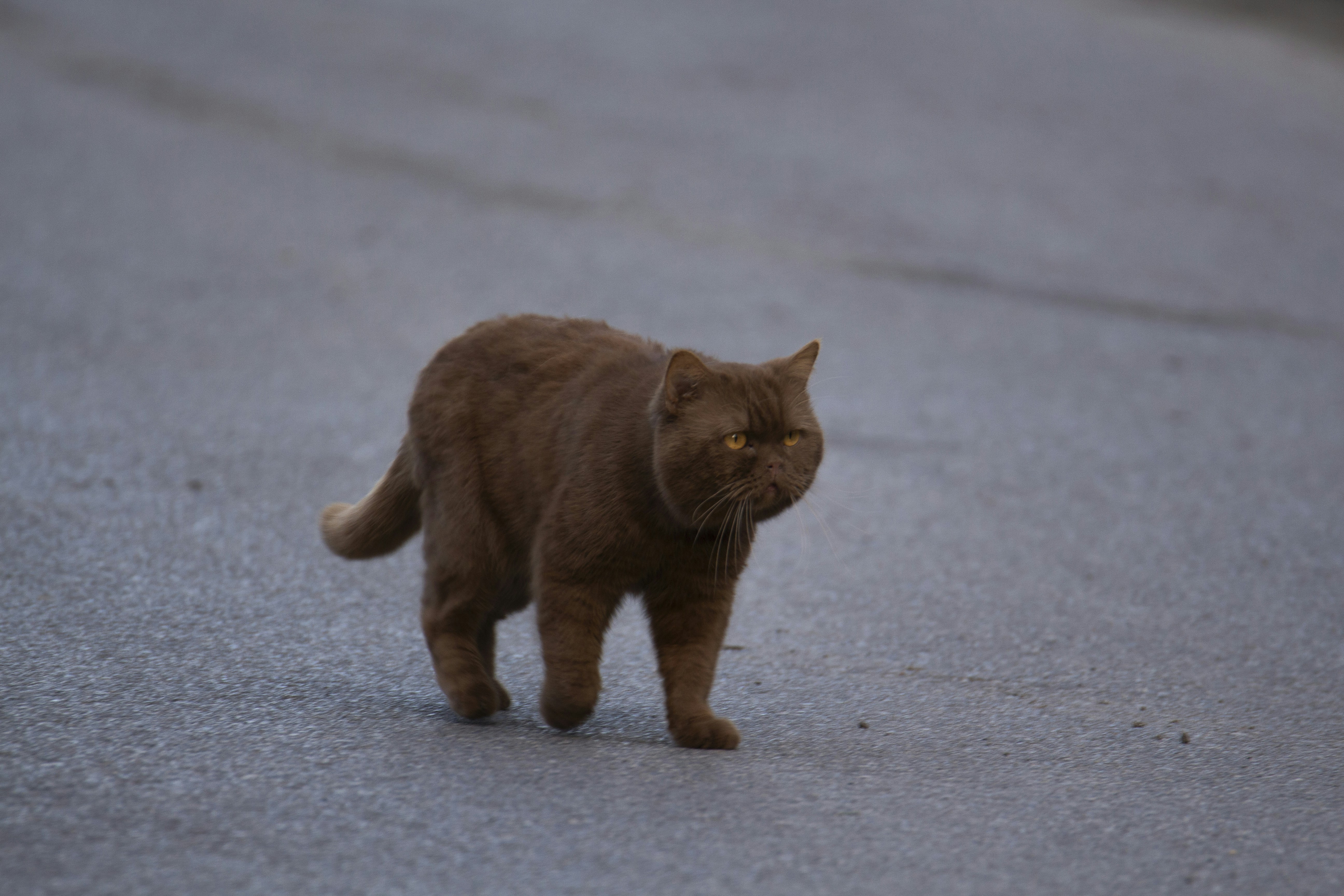 A brown cat walking across a paved road photo – Free Grey Image on Unsplash