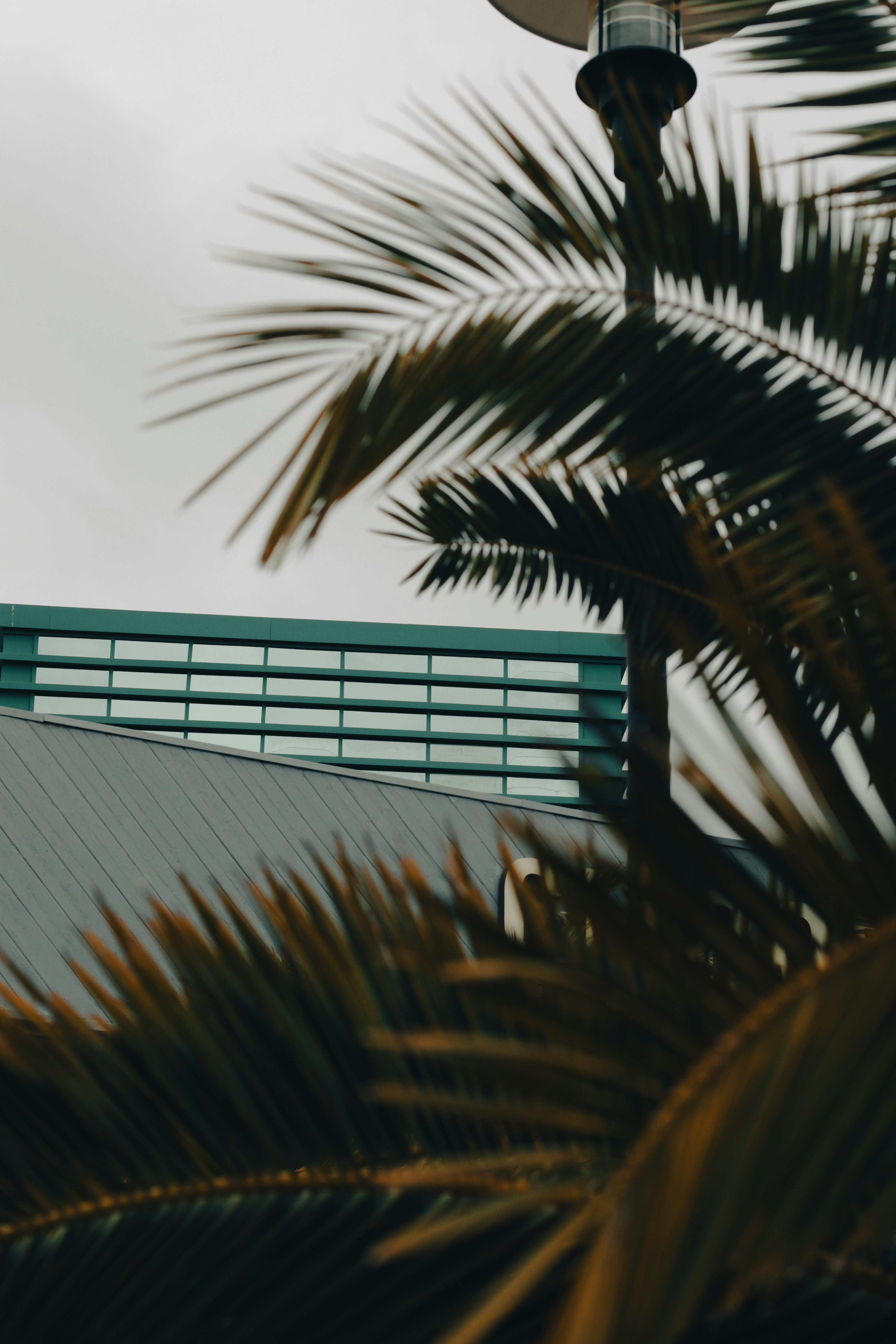 Palm Fronds and Urban Outline Under Overcast Sky