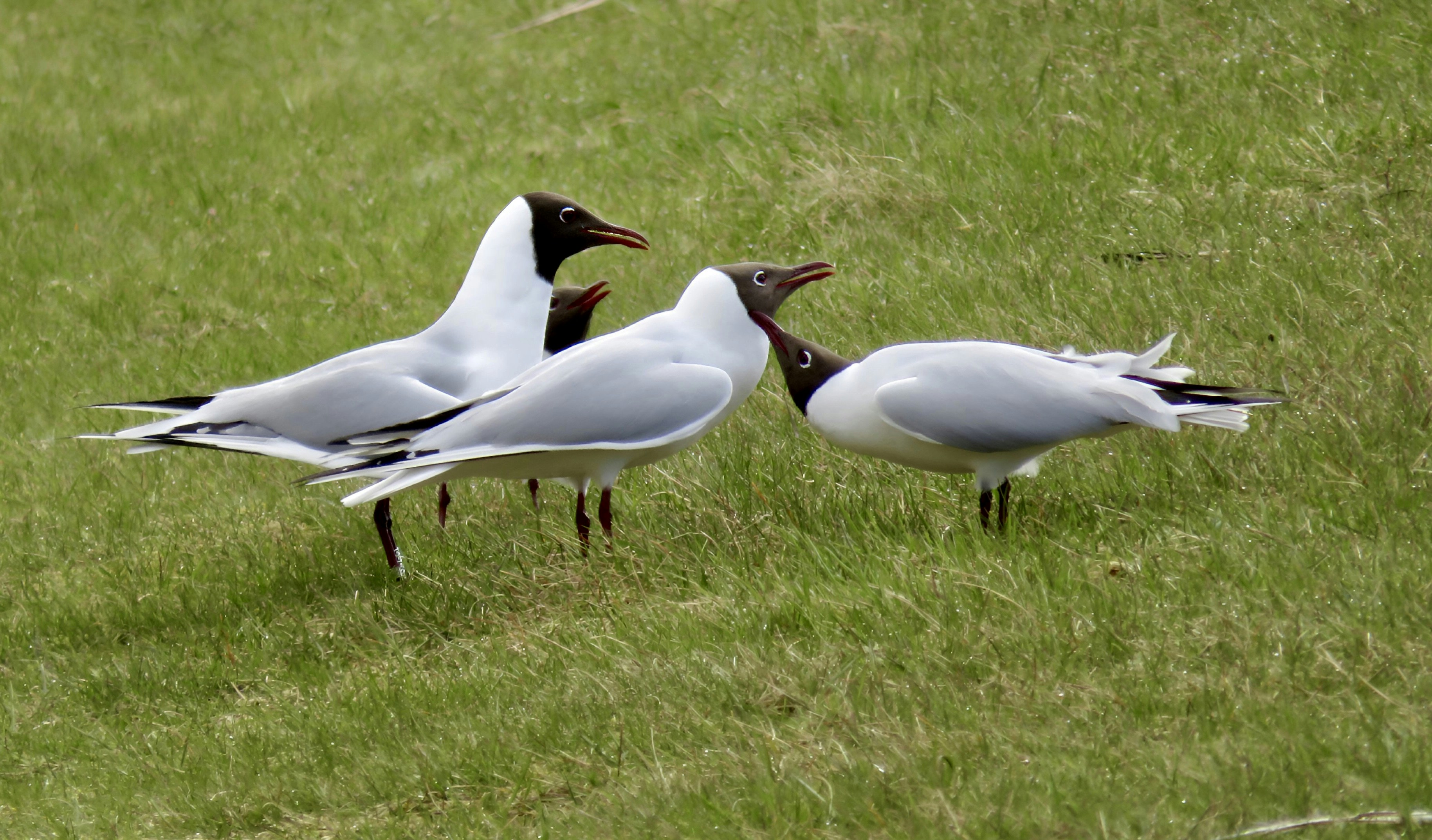 Three Herrings Herald the Grassland Breeze