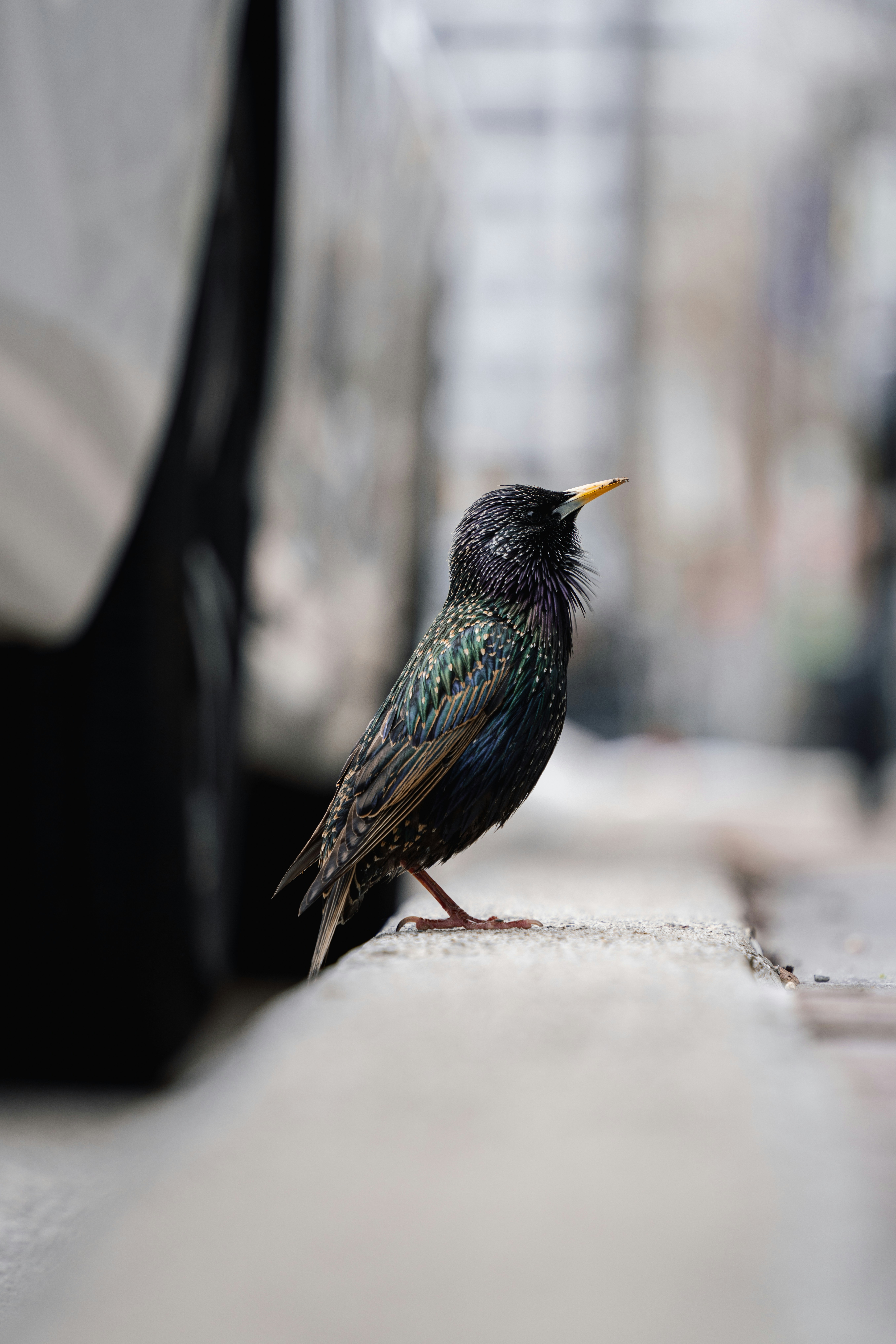 A small black bird sitting on the side of a road photo – Free Arlington ...