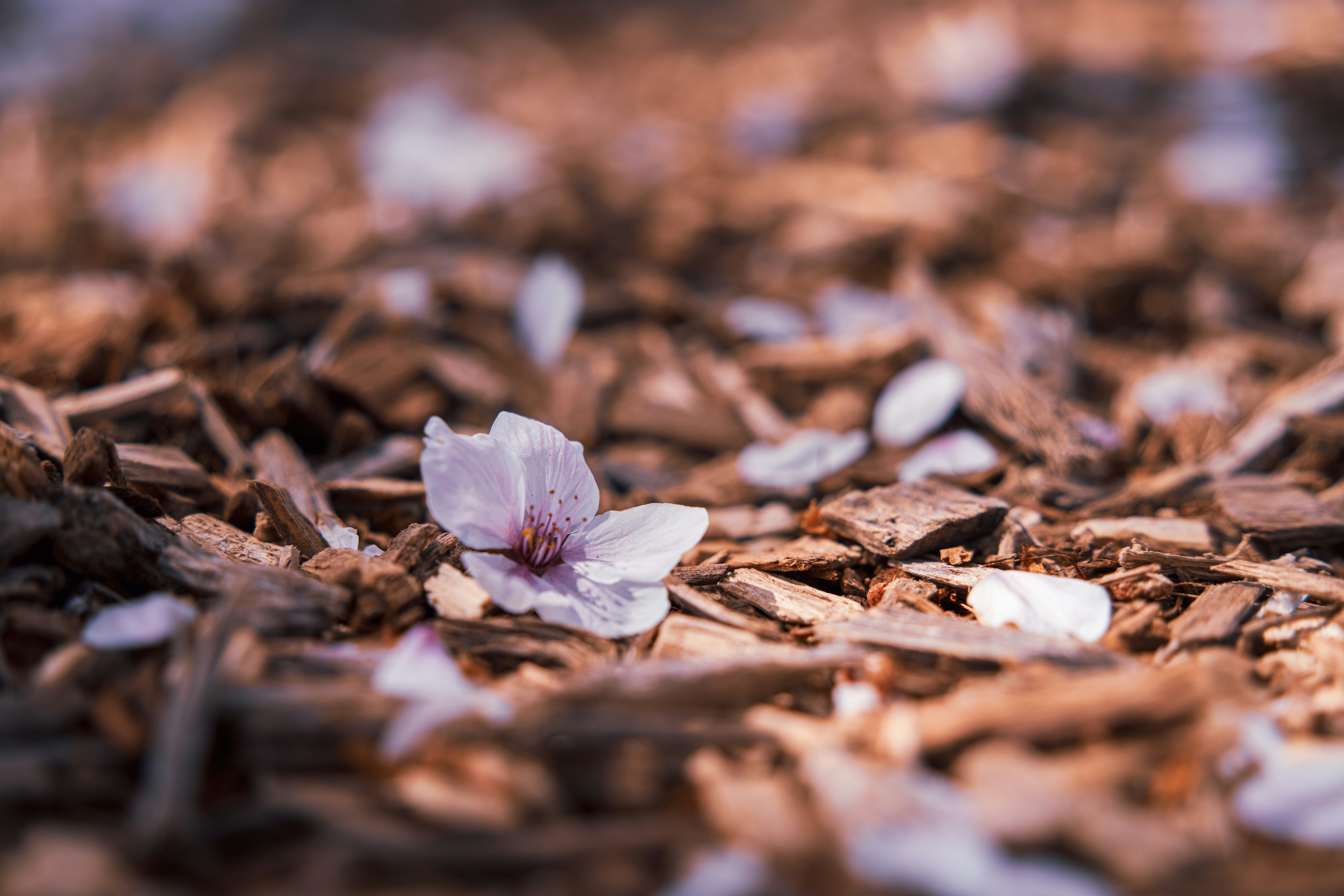Petal Among Bark: A Quiet Macro Moment