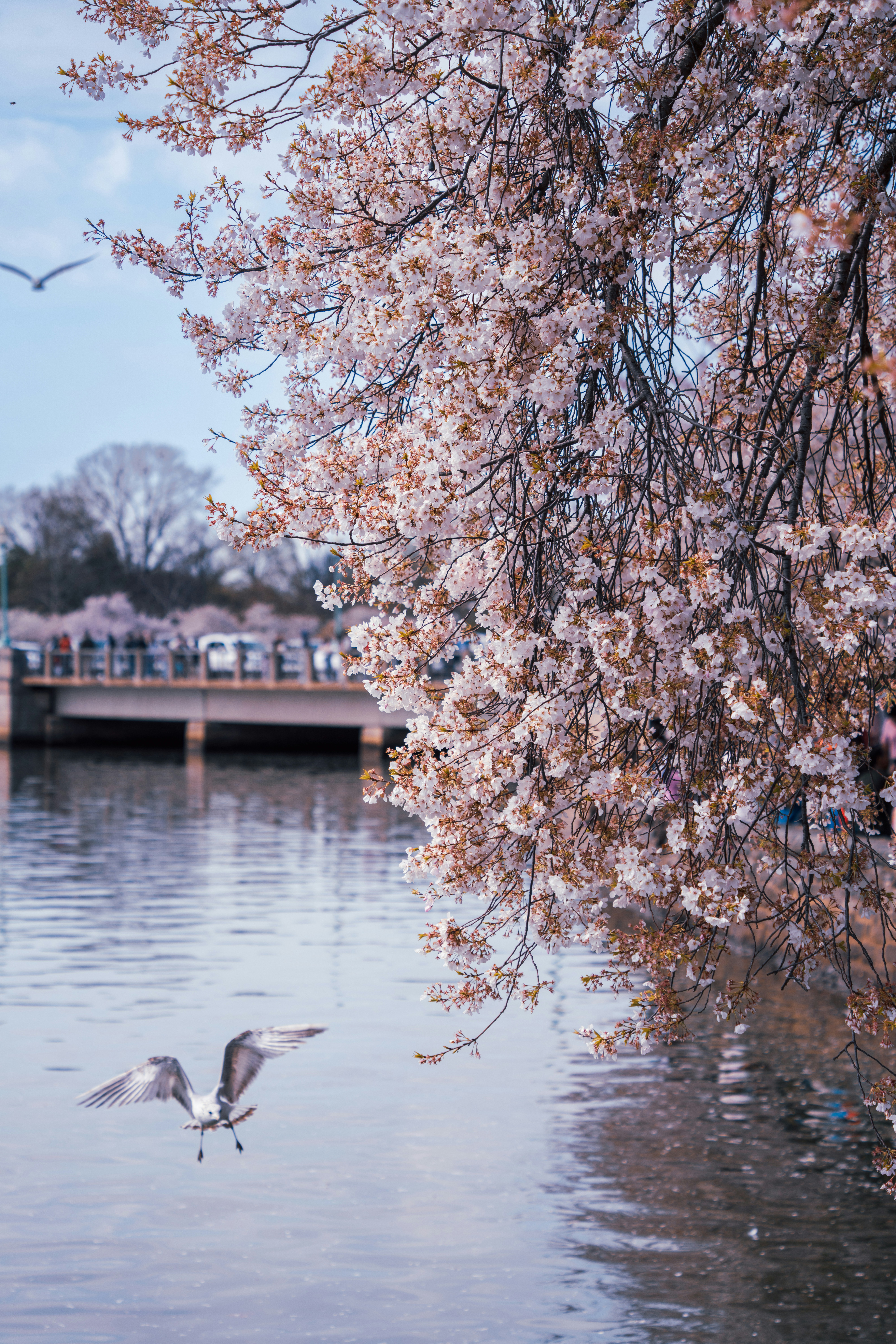 Pink Cherry Blossom Curtain Over a Serene Lakeside