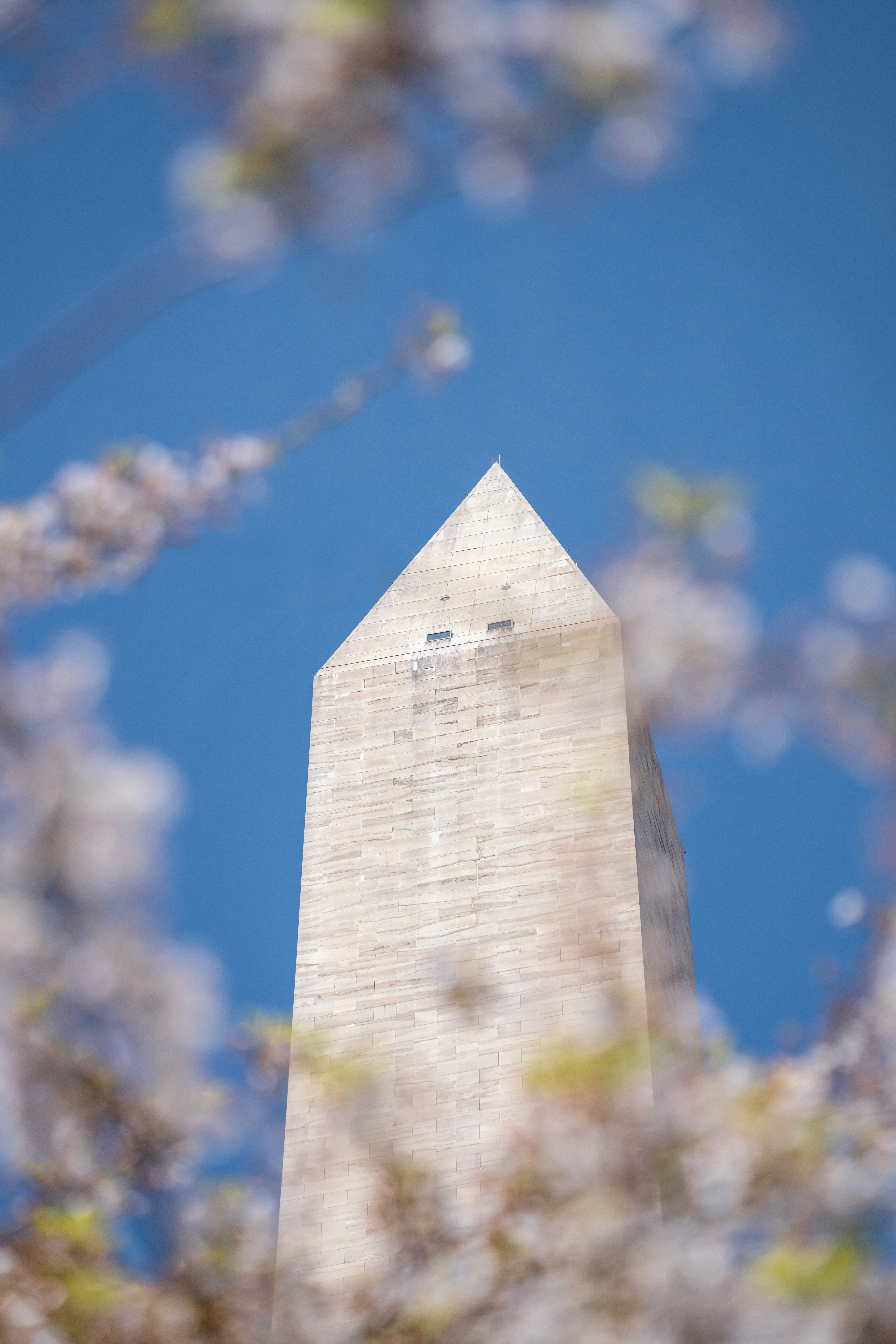 The Washignton Monument with cherry blossoms in spring.