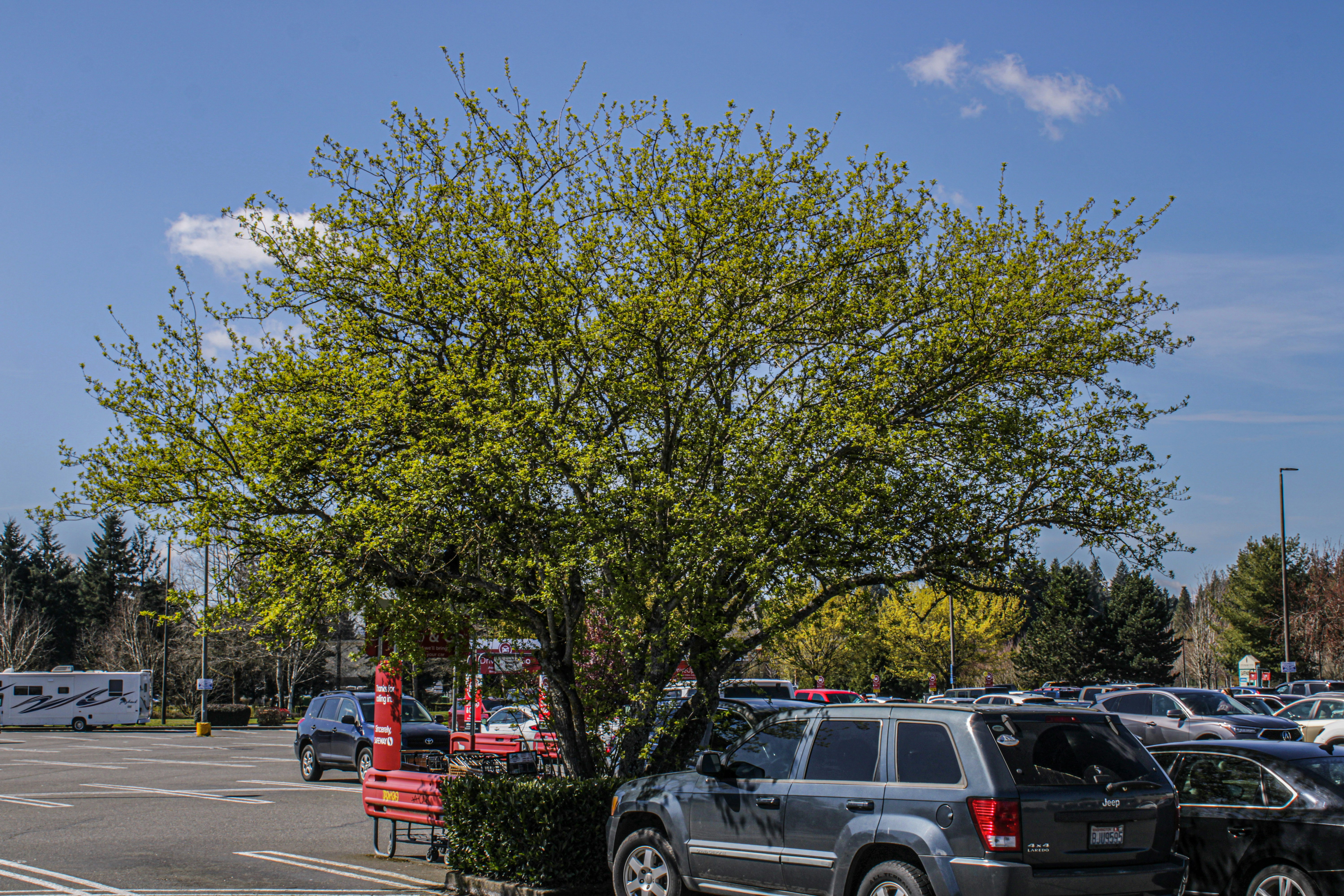 Verdant Canopy Framing a Busy Parking Lot