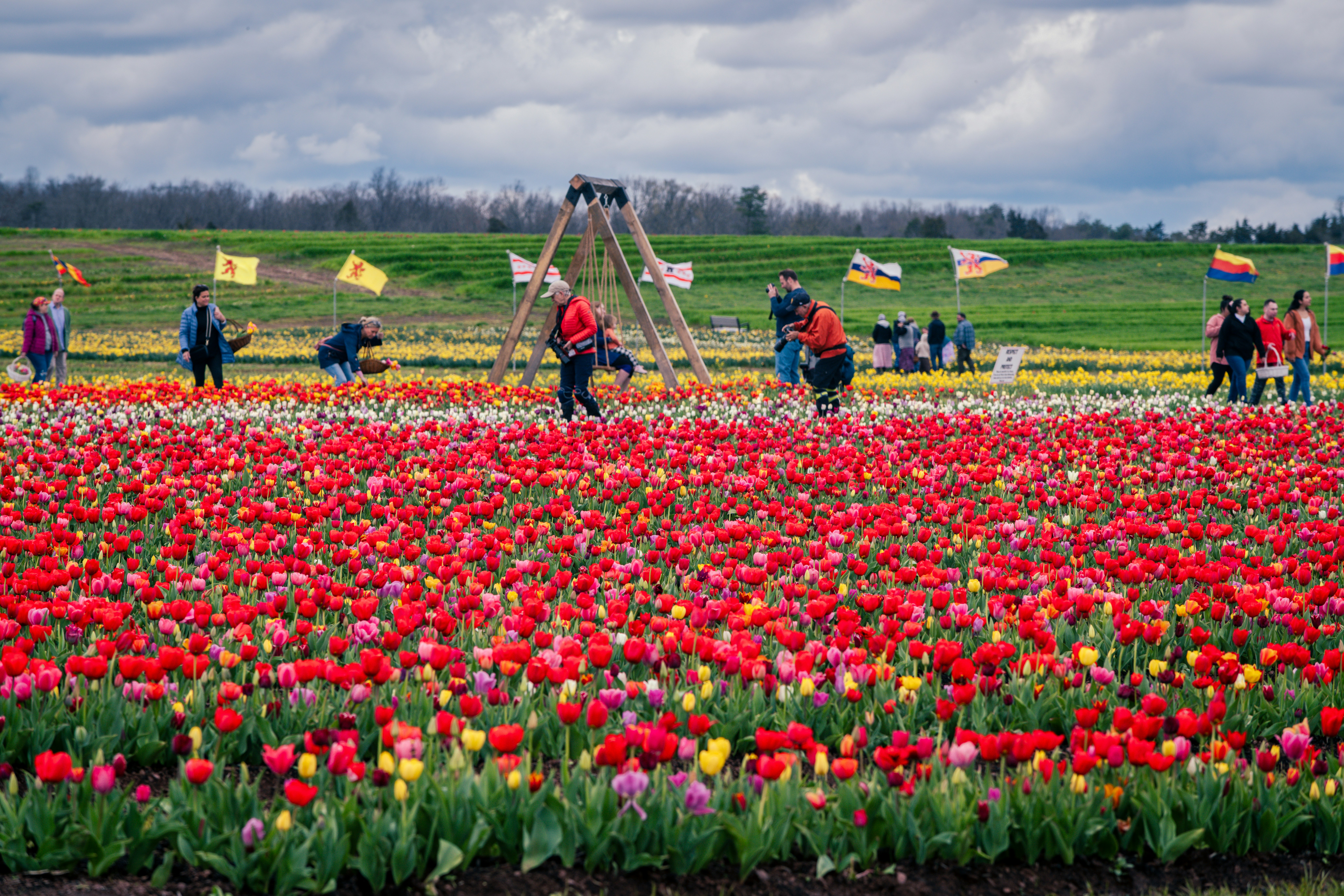 Fields of Color: A Tulip Parade Beneath a Dramatic Sky
