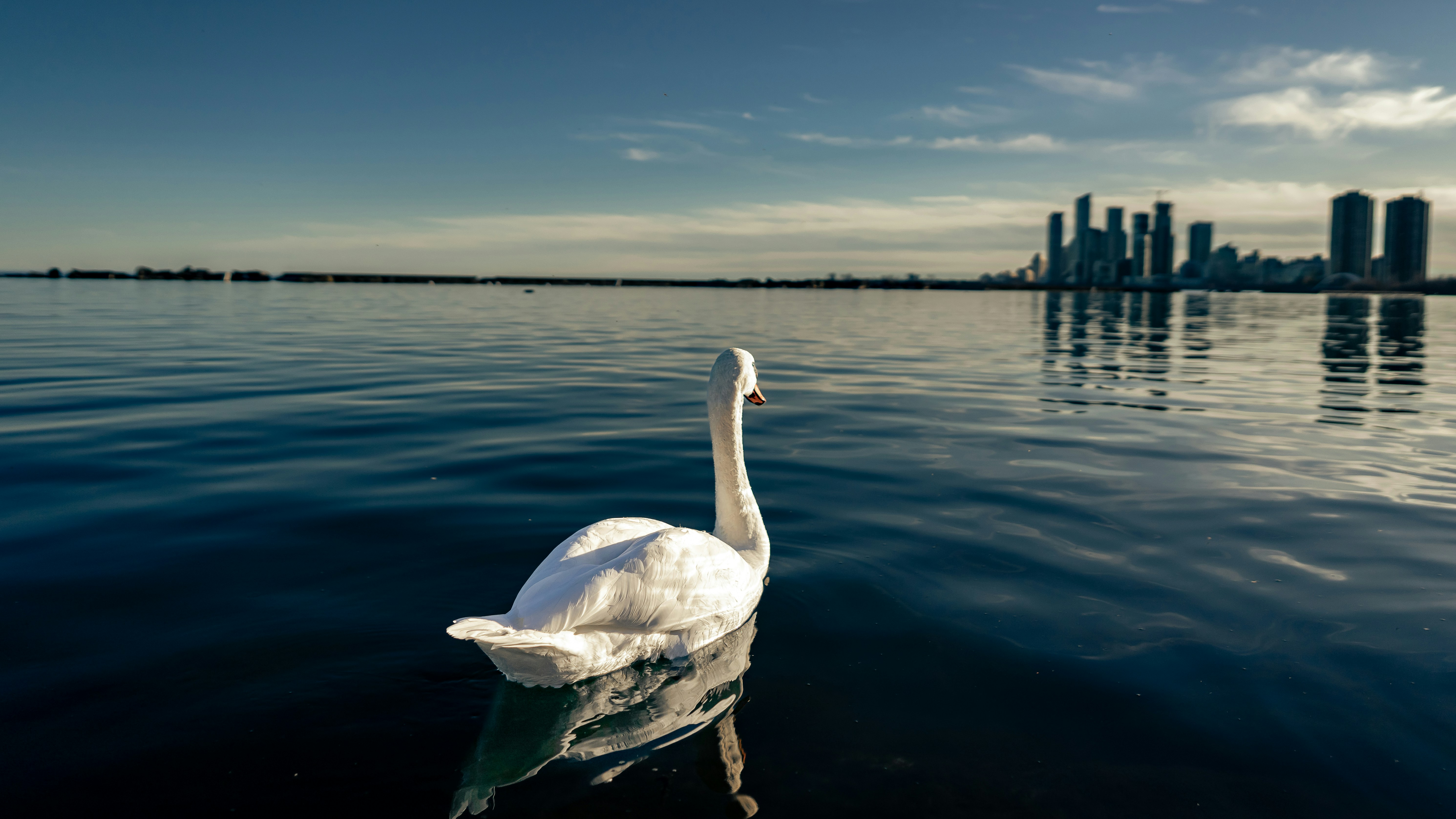 Swan at the Quiet Horizon: A Calm River Meets the City