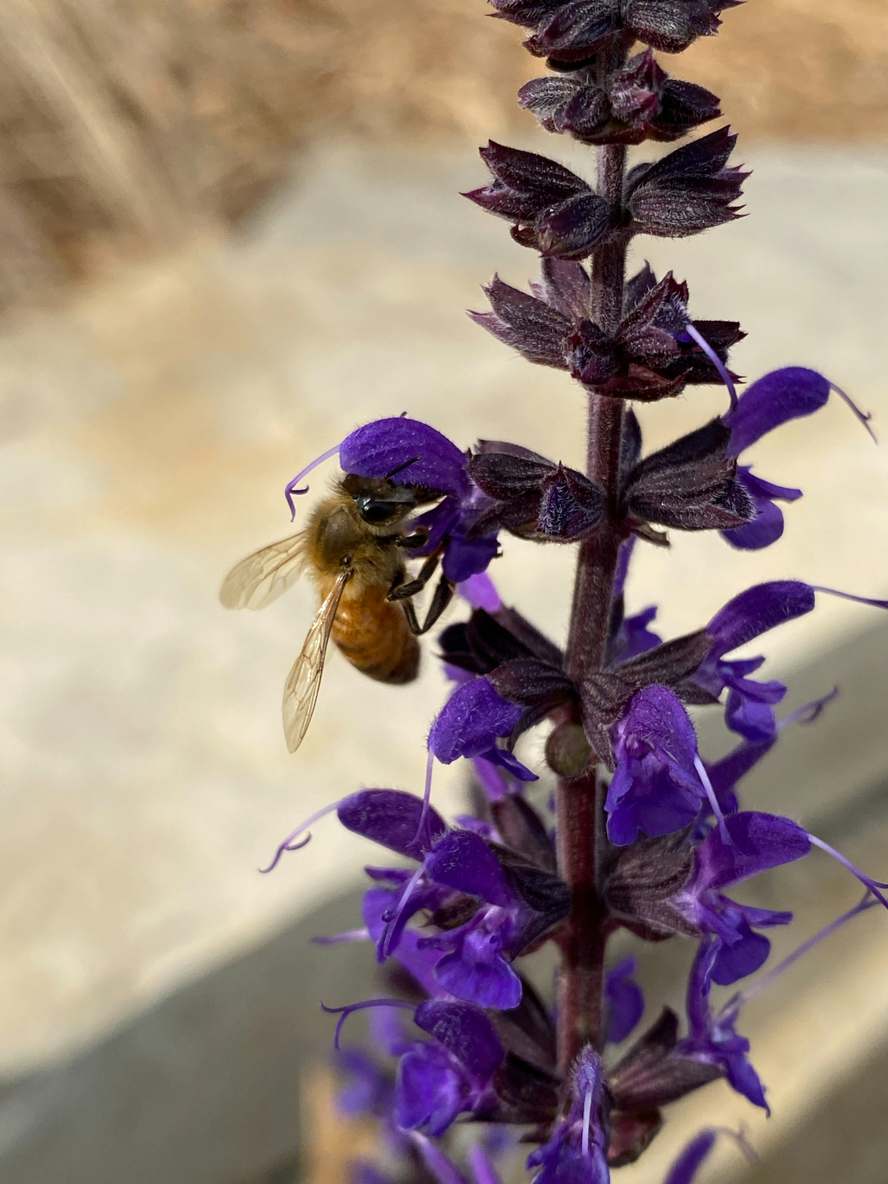 Honey bee collecting nectar from vibrant purple sage flowers, showcasing the delicate balance of nature's ecosystem.