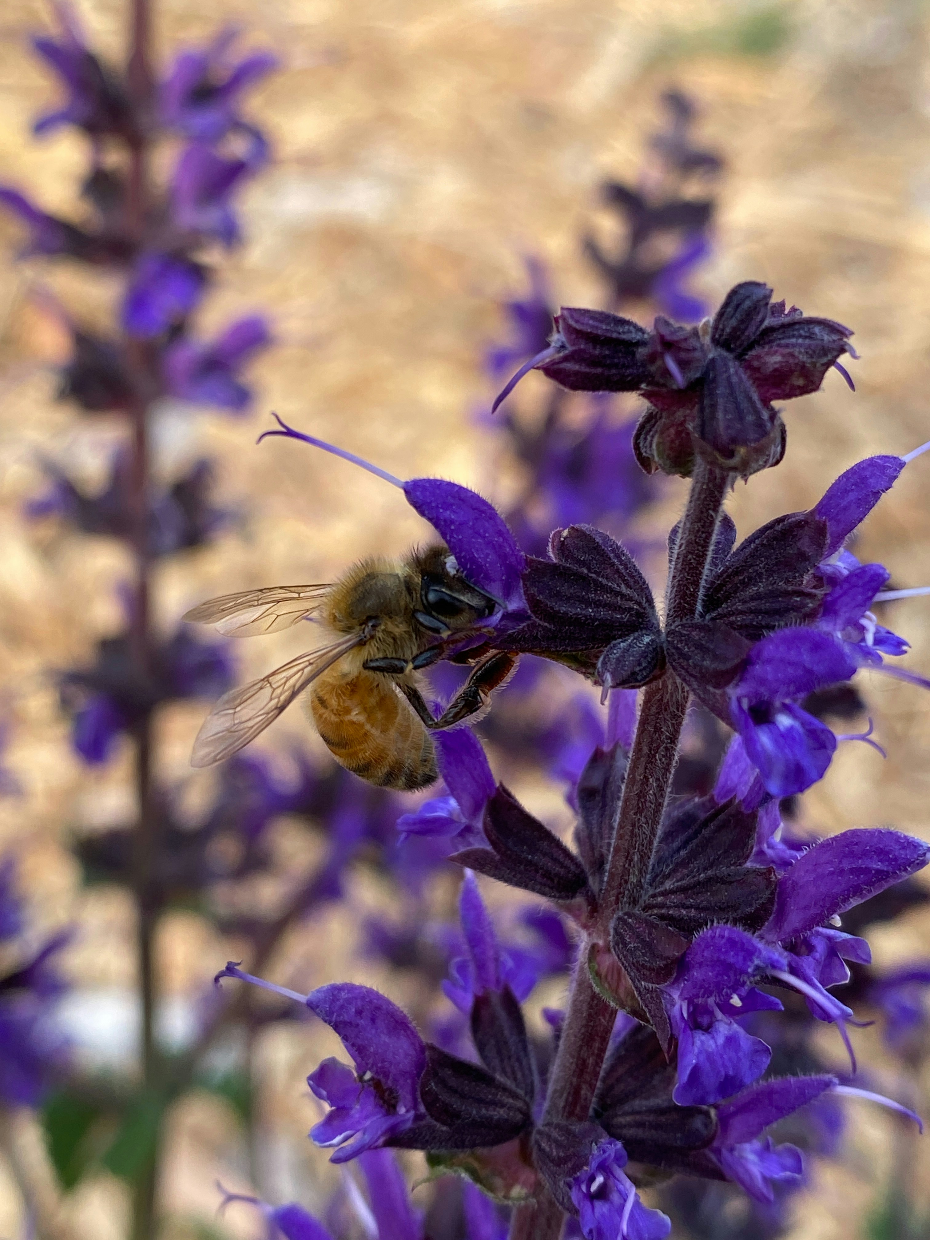 Amber Bee Among Indigo Spires: Lavender Close-Up