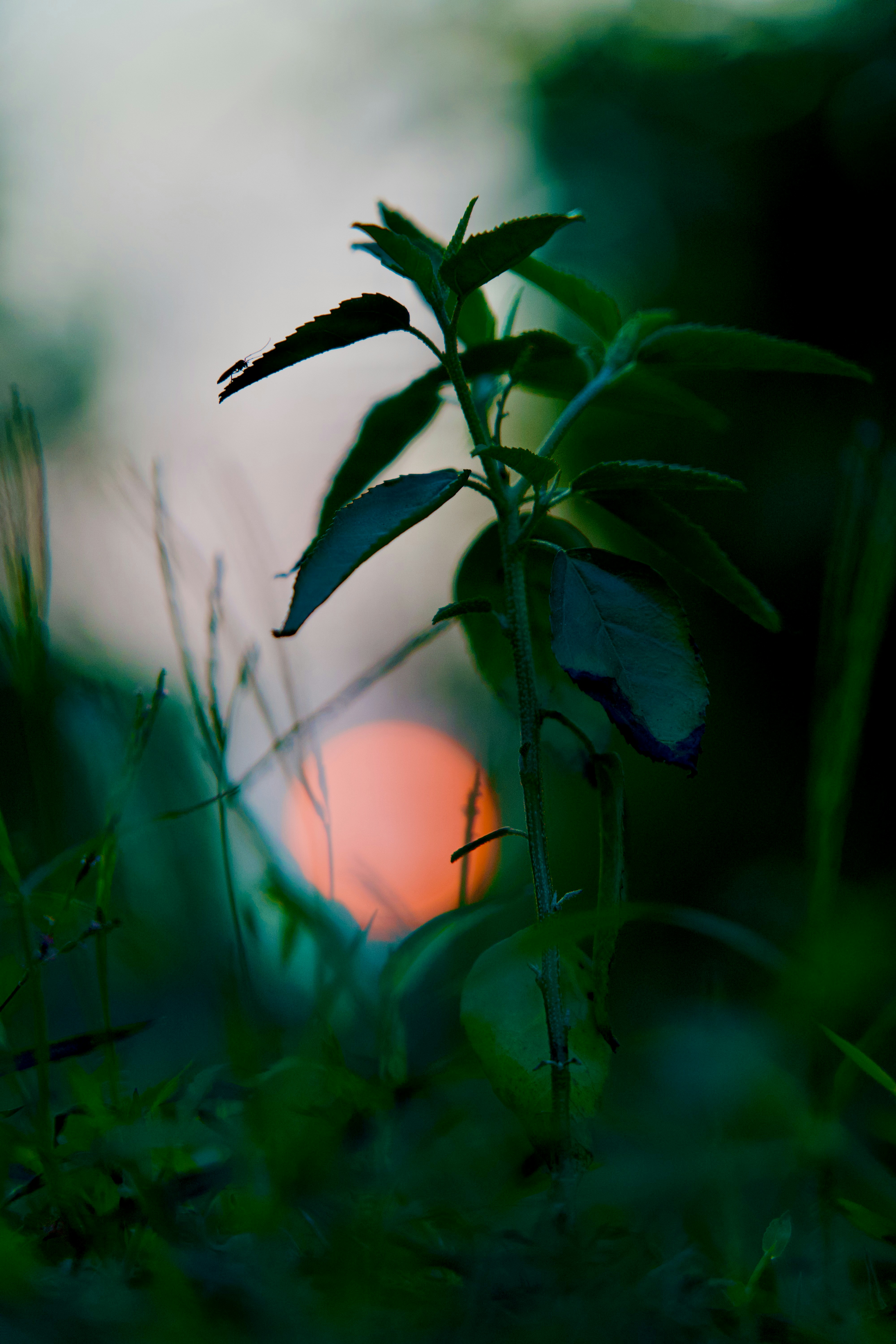 Emerald Stem at Dusk: A Quiet Backlit Glimpse