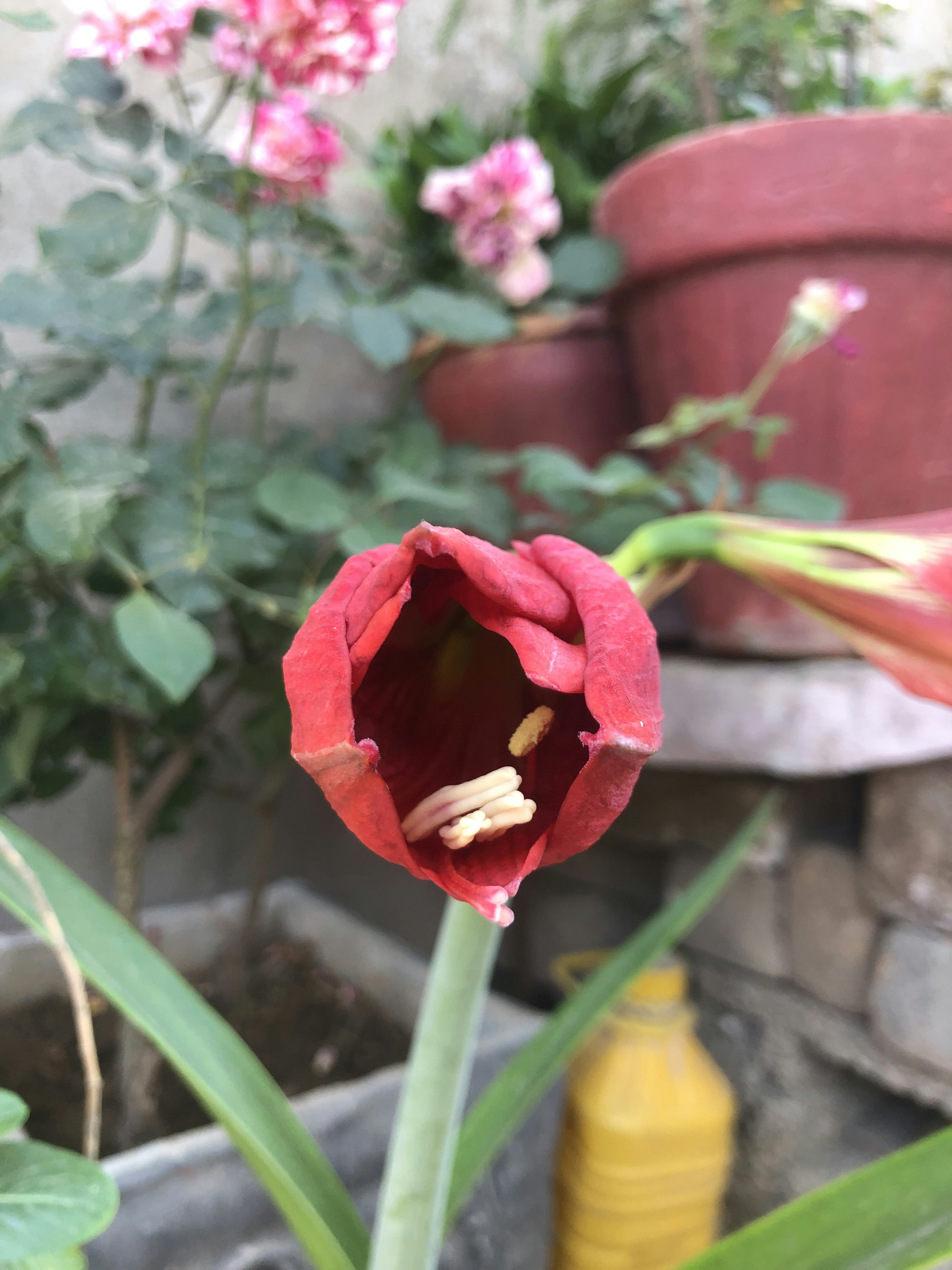 Crimson trumpet bloom peering from a pot-filled balcony garden