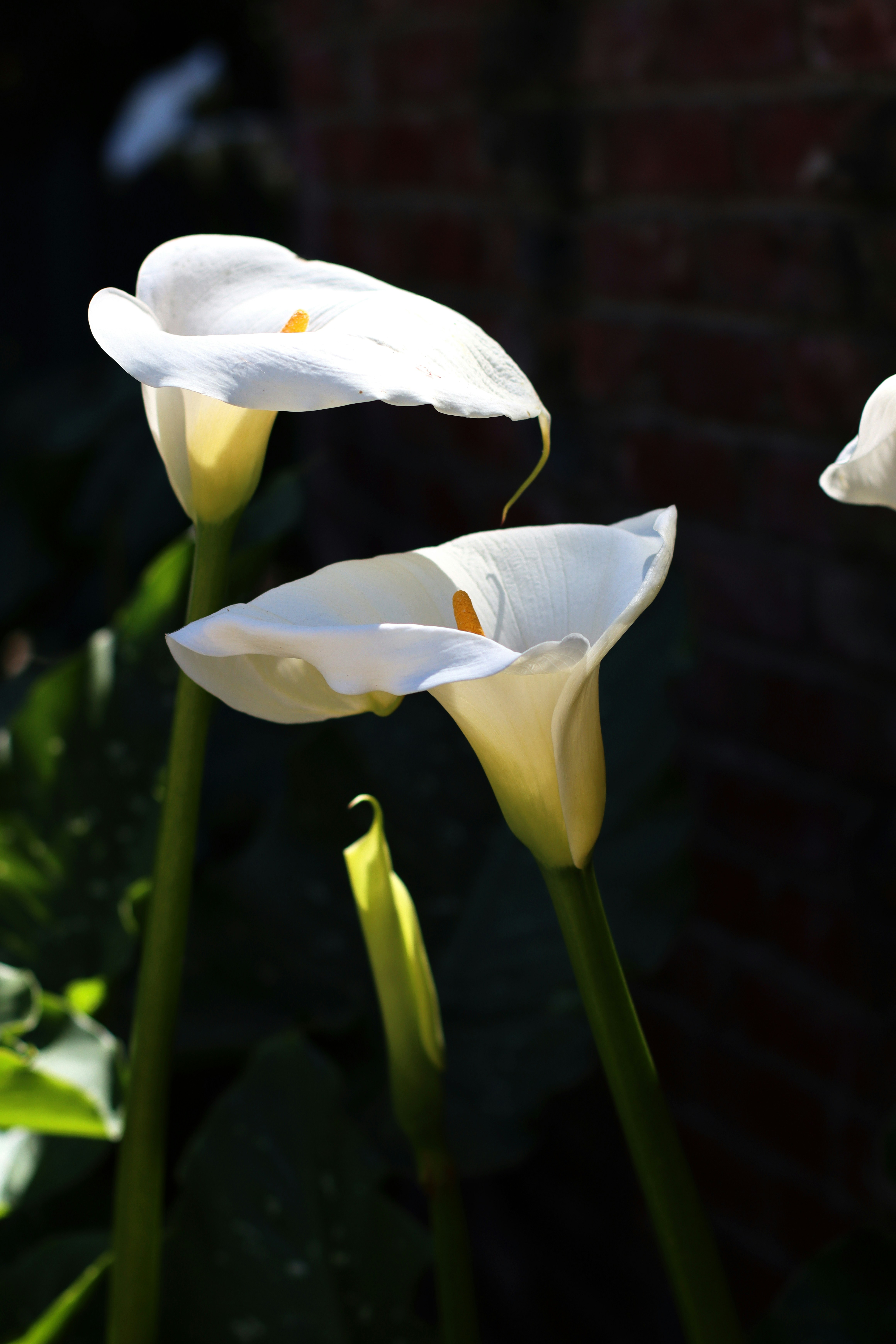 White Calla Lilies Reaching Toward Balanced Light Against a Brick Backdrop