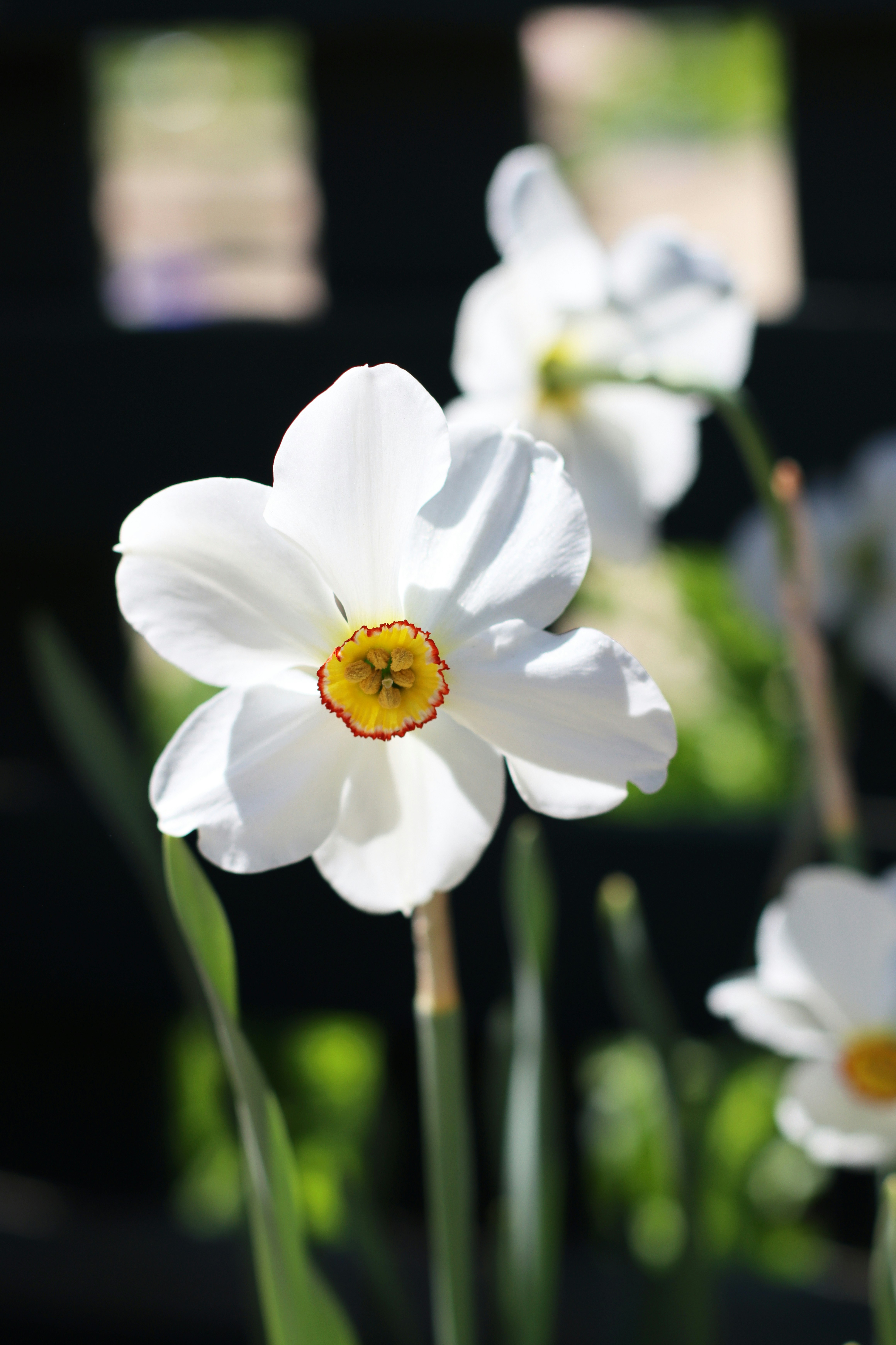 Crimson-ringed Core: A White Daffodil in Velvet Backlight