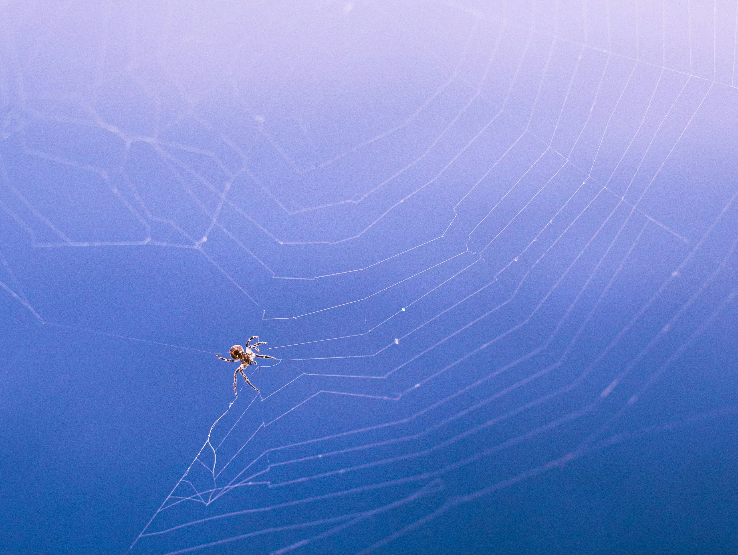 Blue Silk Geometry: An Orb-Weaver Suspended in a Gradient Sky