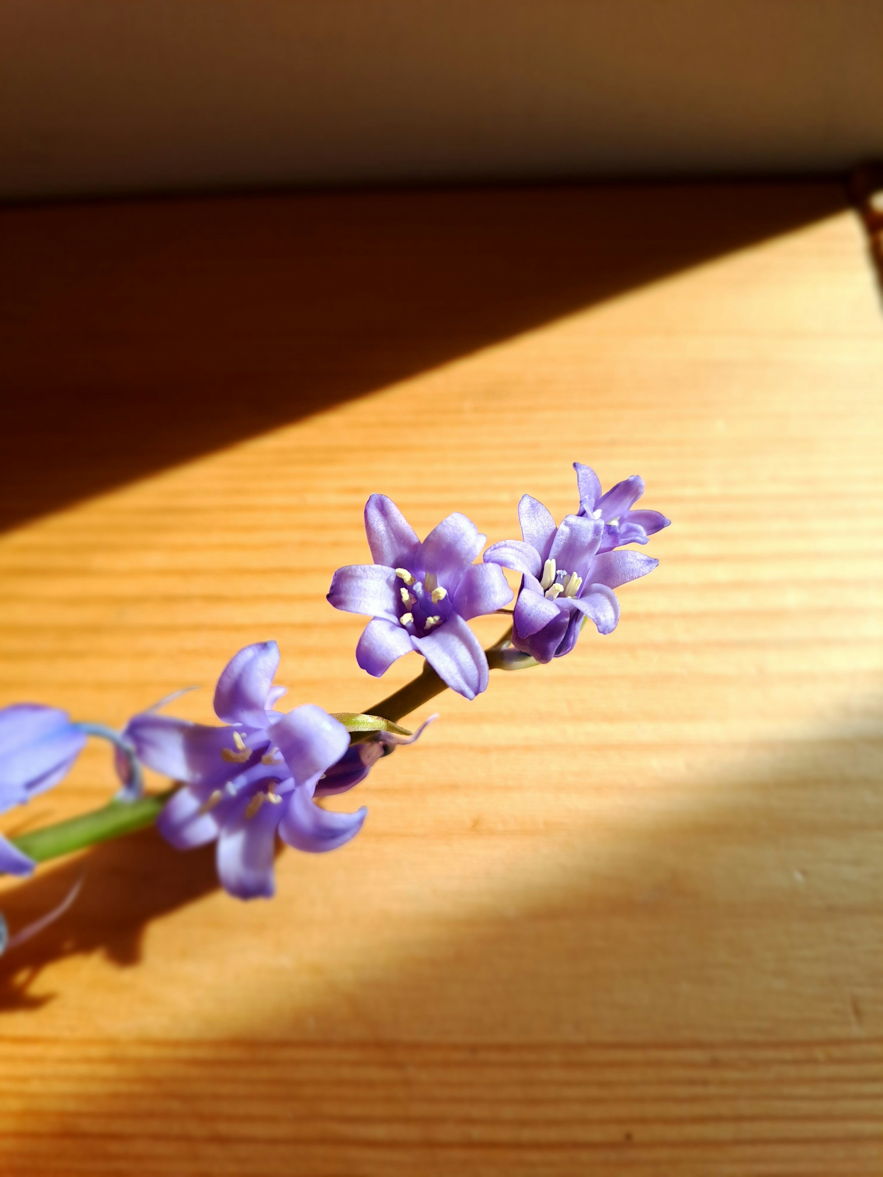 Close-up photograph of a purple flower stem resting on a sunlit wooden surface. A diagonal shadow sweeps across the grain, highlighting the petals.