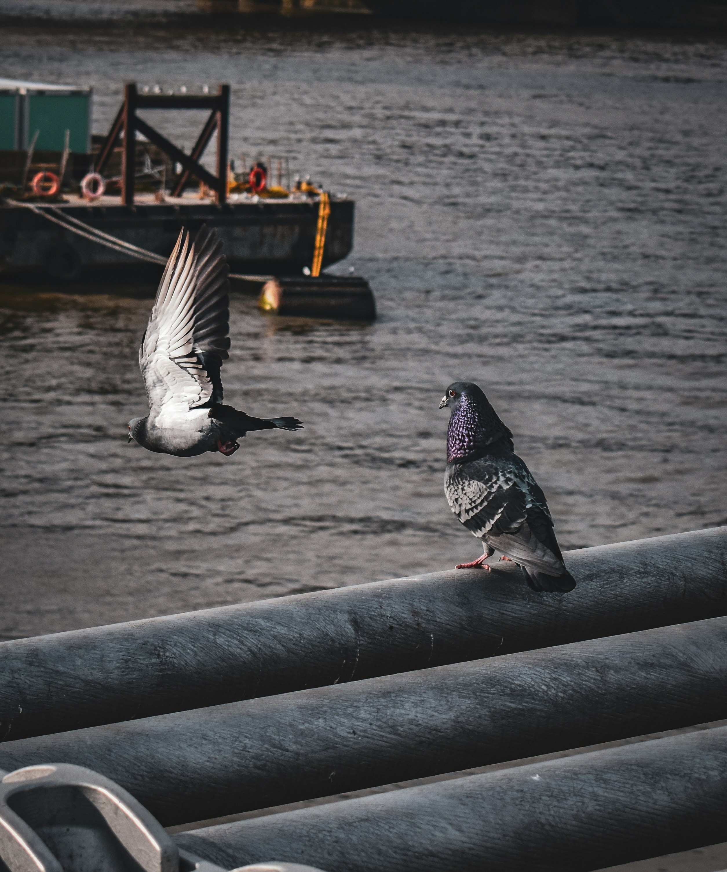 Railing Rendezvous: A Harbor Pigeon Takes Flight