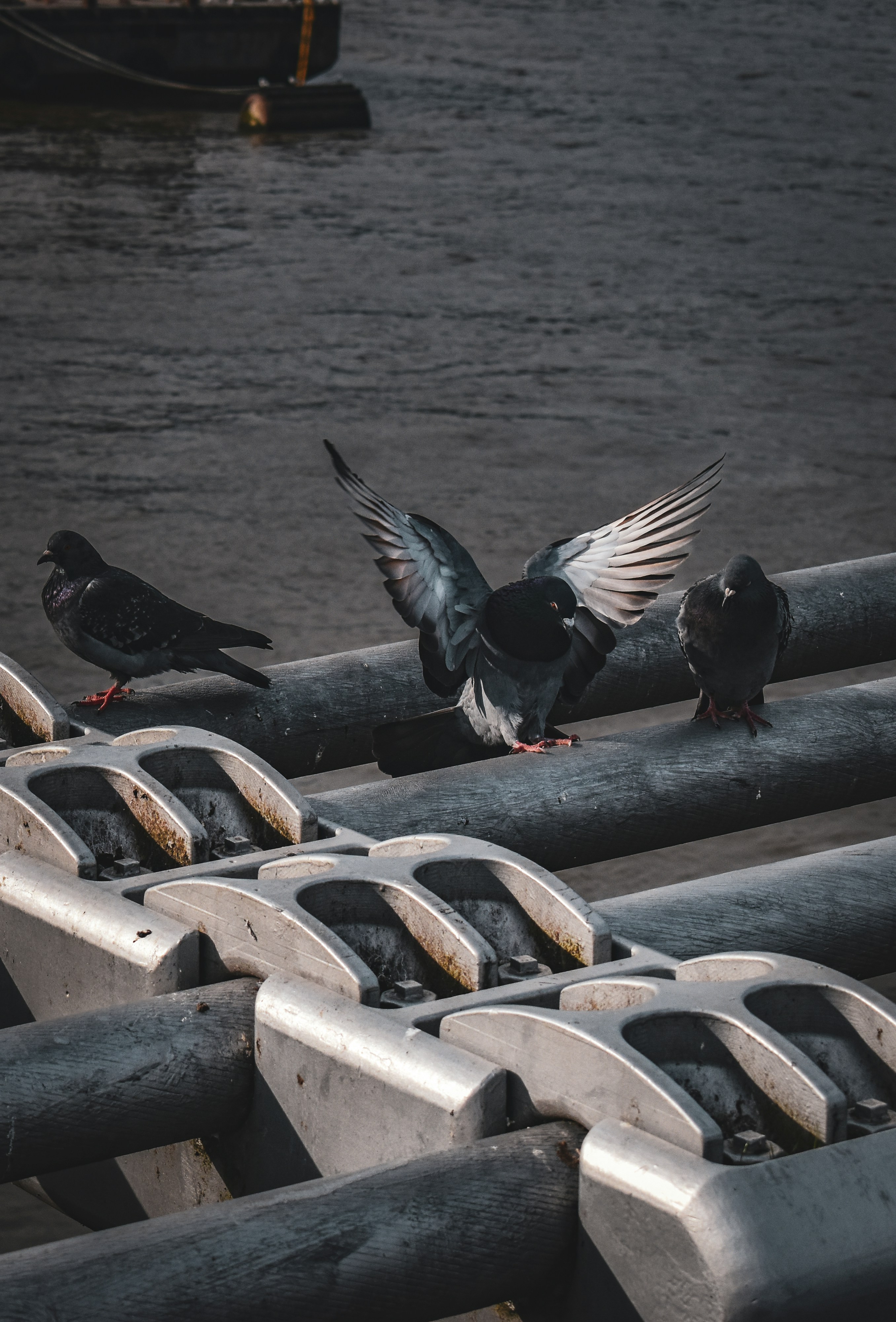 Harbor Rails: A Winged Pause Among Industrial Pipes