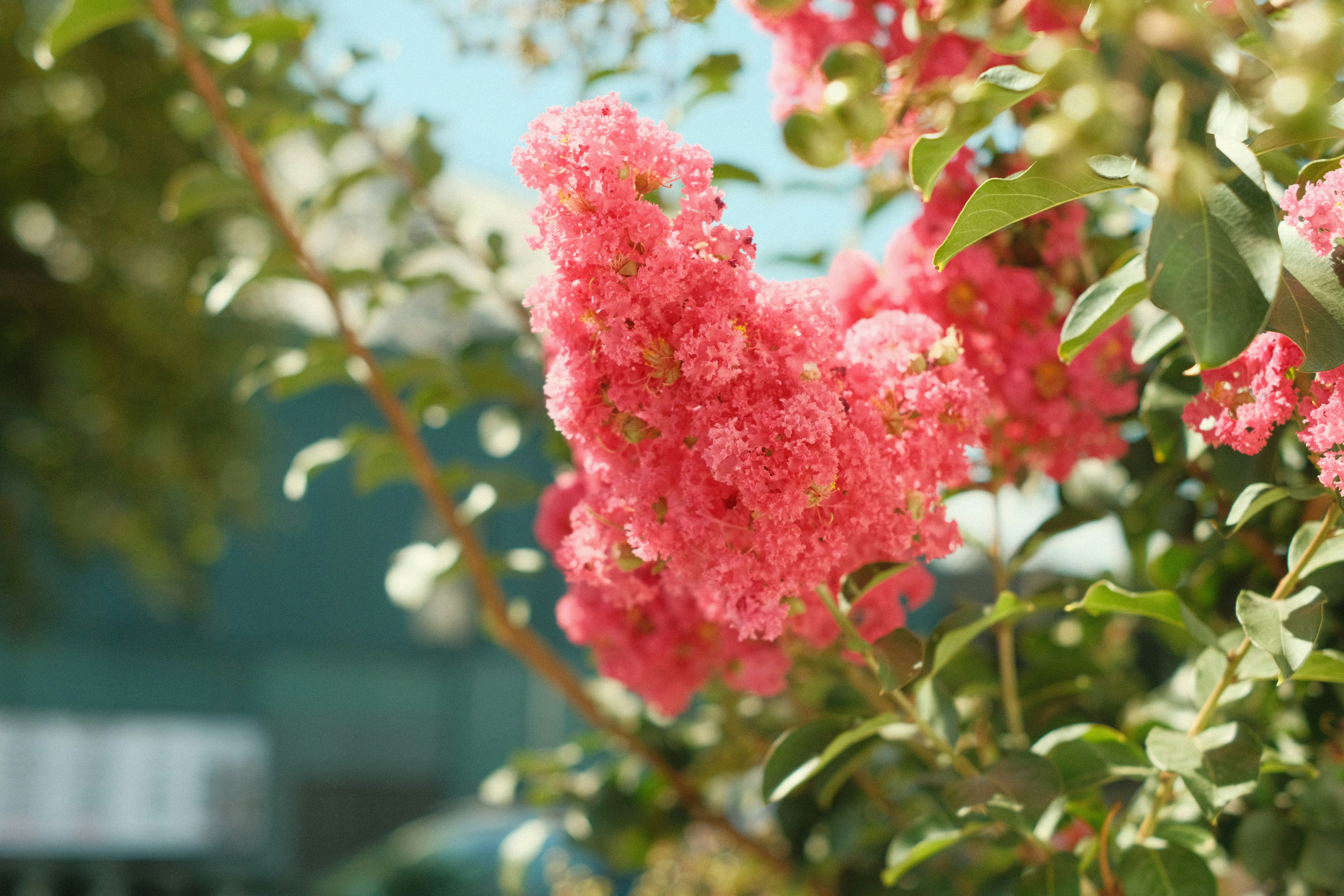 Photo by Hild Wong with Fujifilm X-T30 II