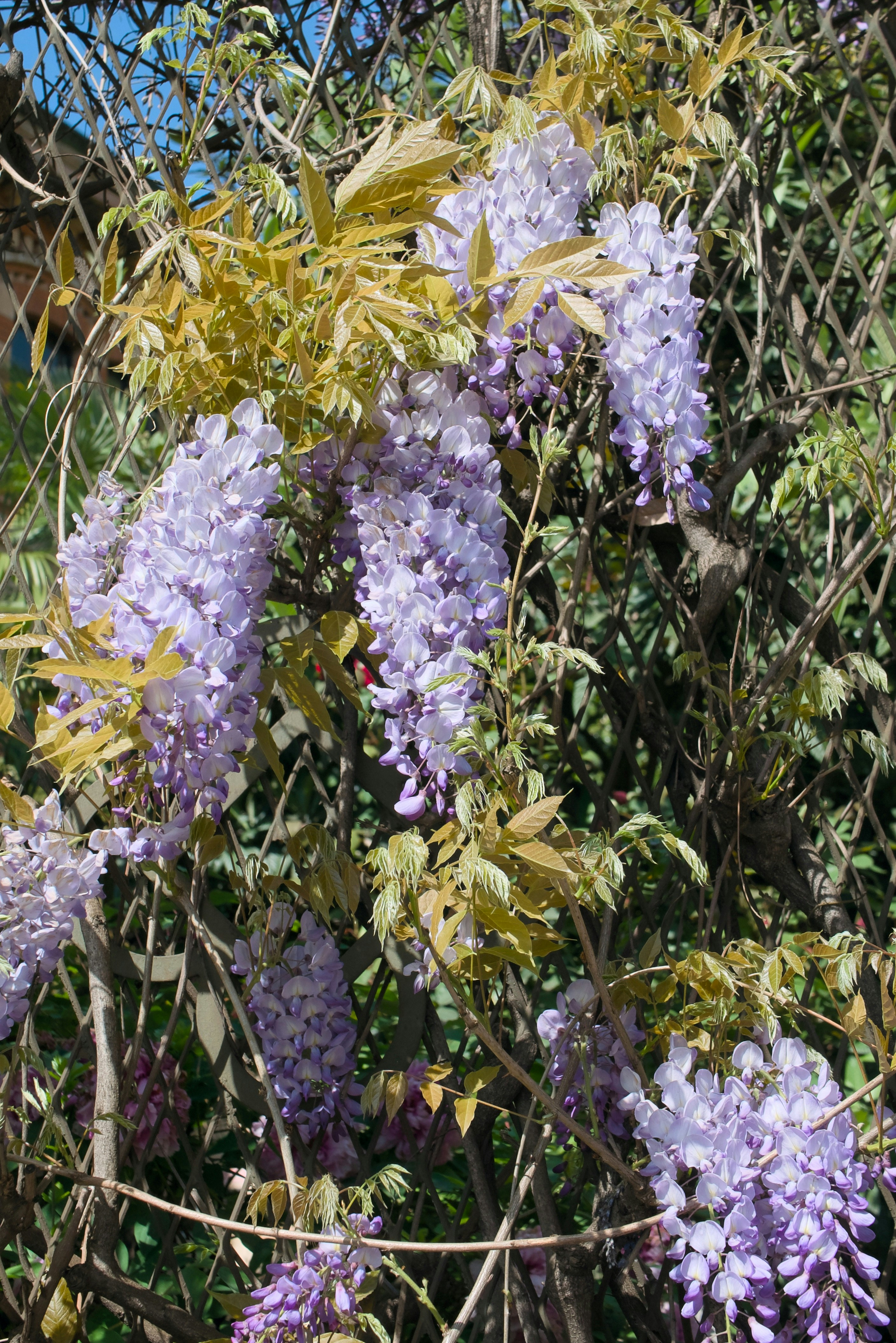 Cascade of Lilac Wisteria Draped Over Rustic Garden Trellis