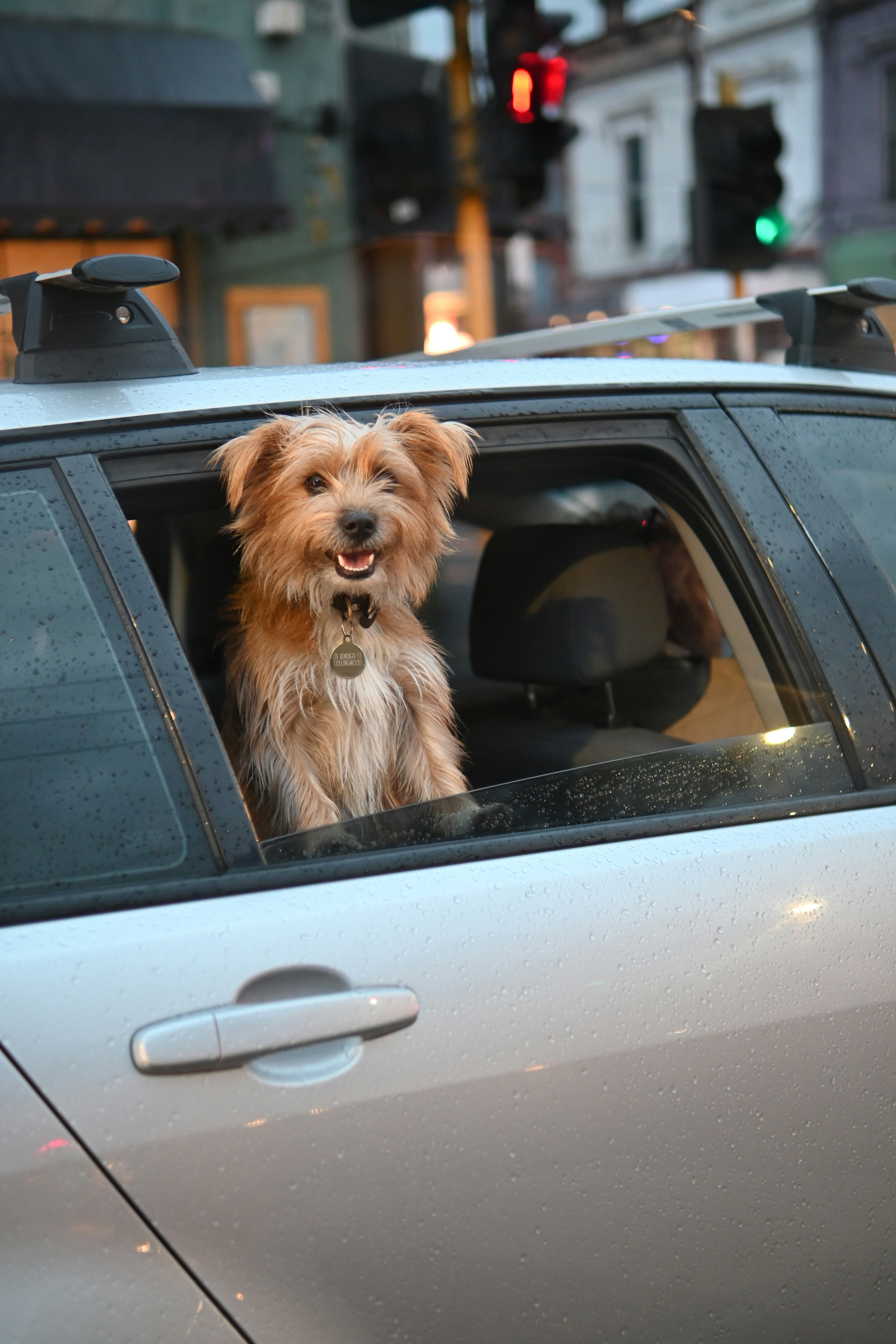 A small dog sitting in the drivers seat of a car photo – Free Melbourne ...