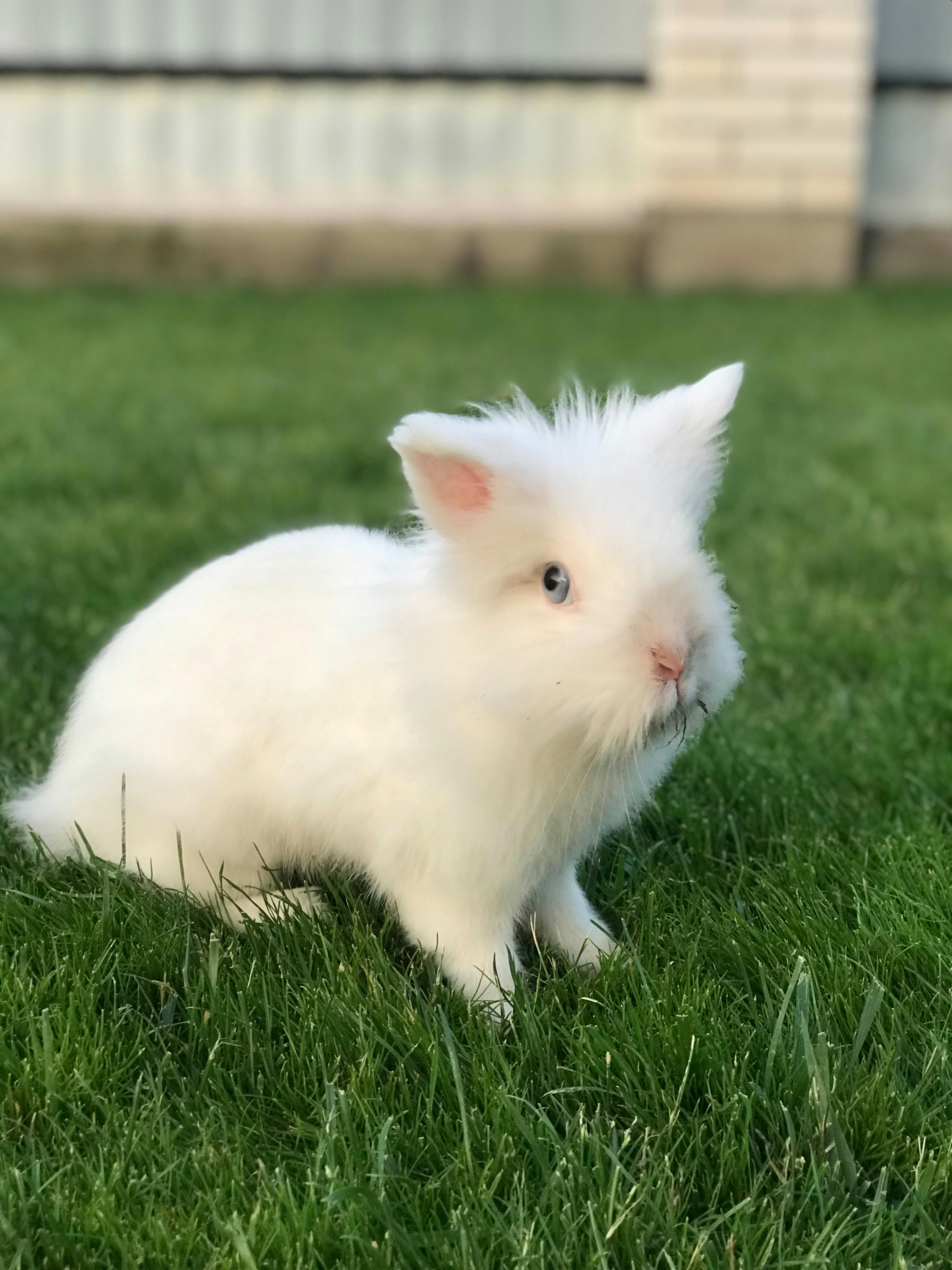 Sunlit Whimsy: A White Bunny on Emerald Grass