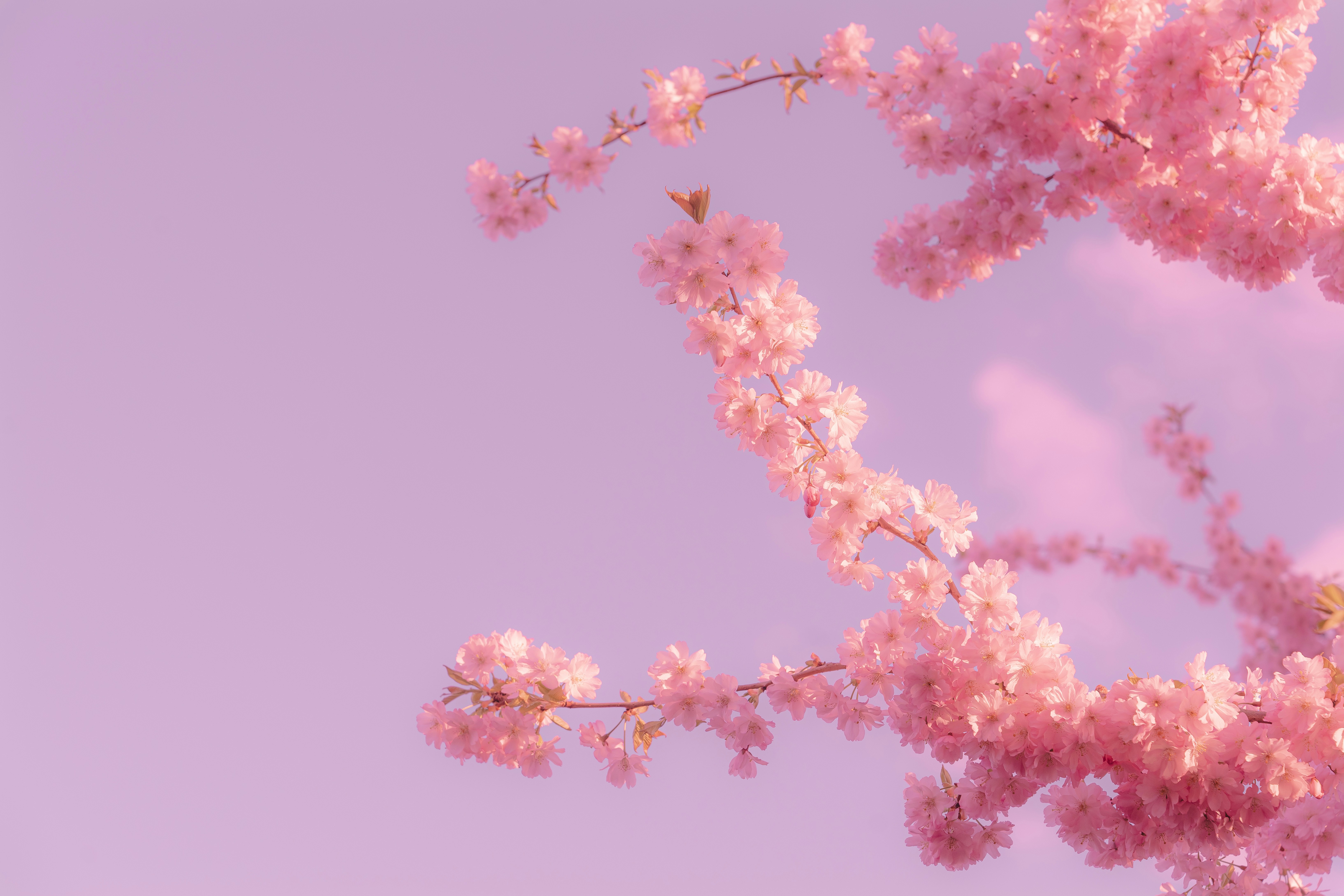 Blush Pink Bloom Arc Against a Soft Violet Sky