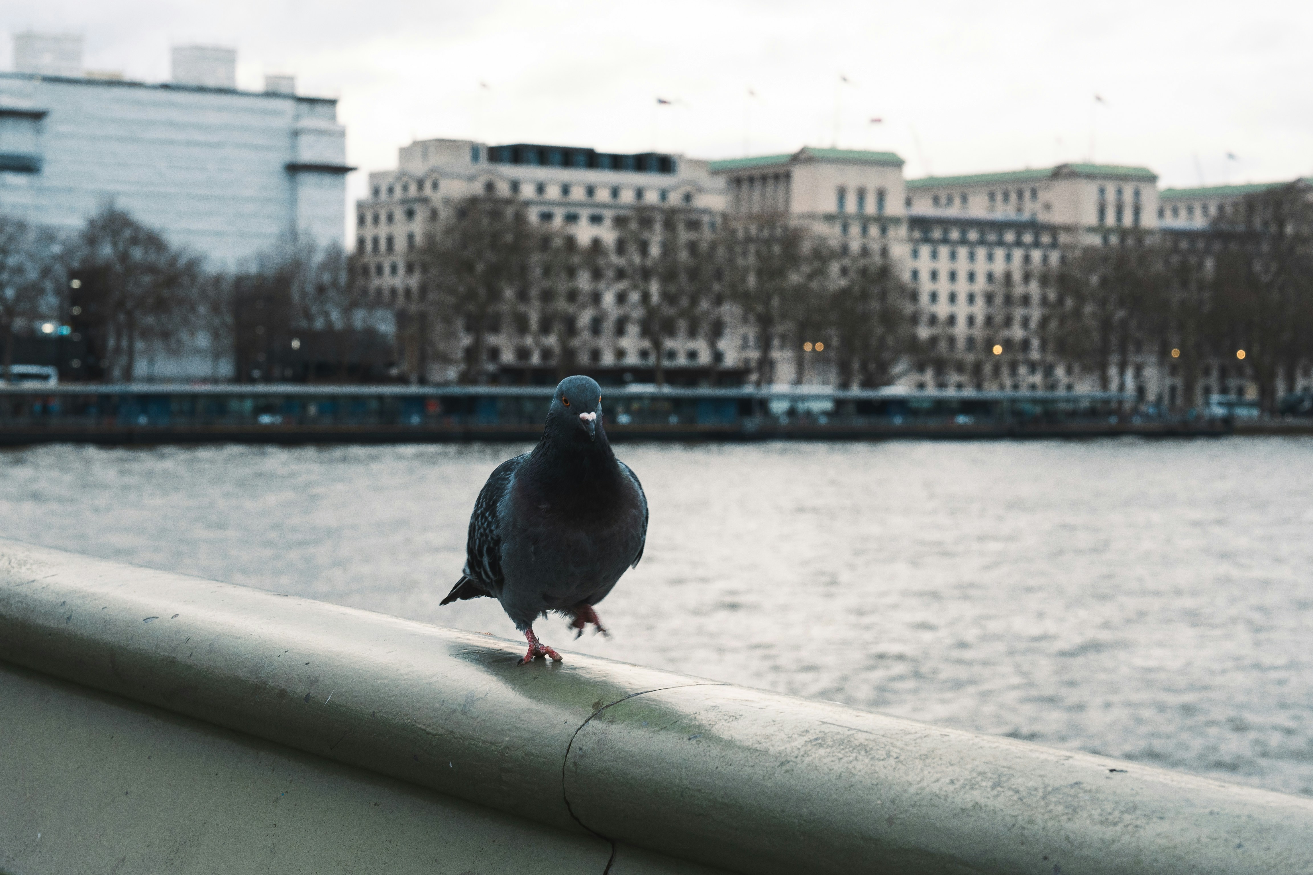 Urban Vigil: A Pigeon Perches Along the Riverfront Railing