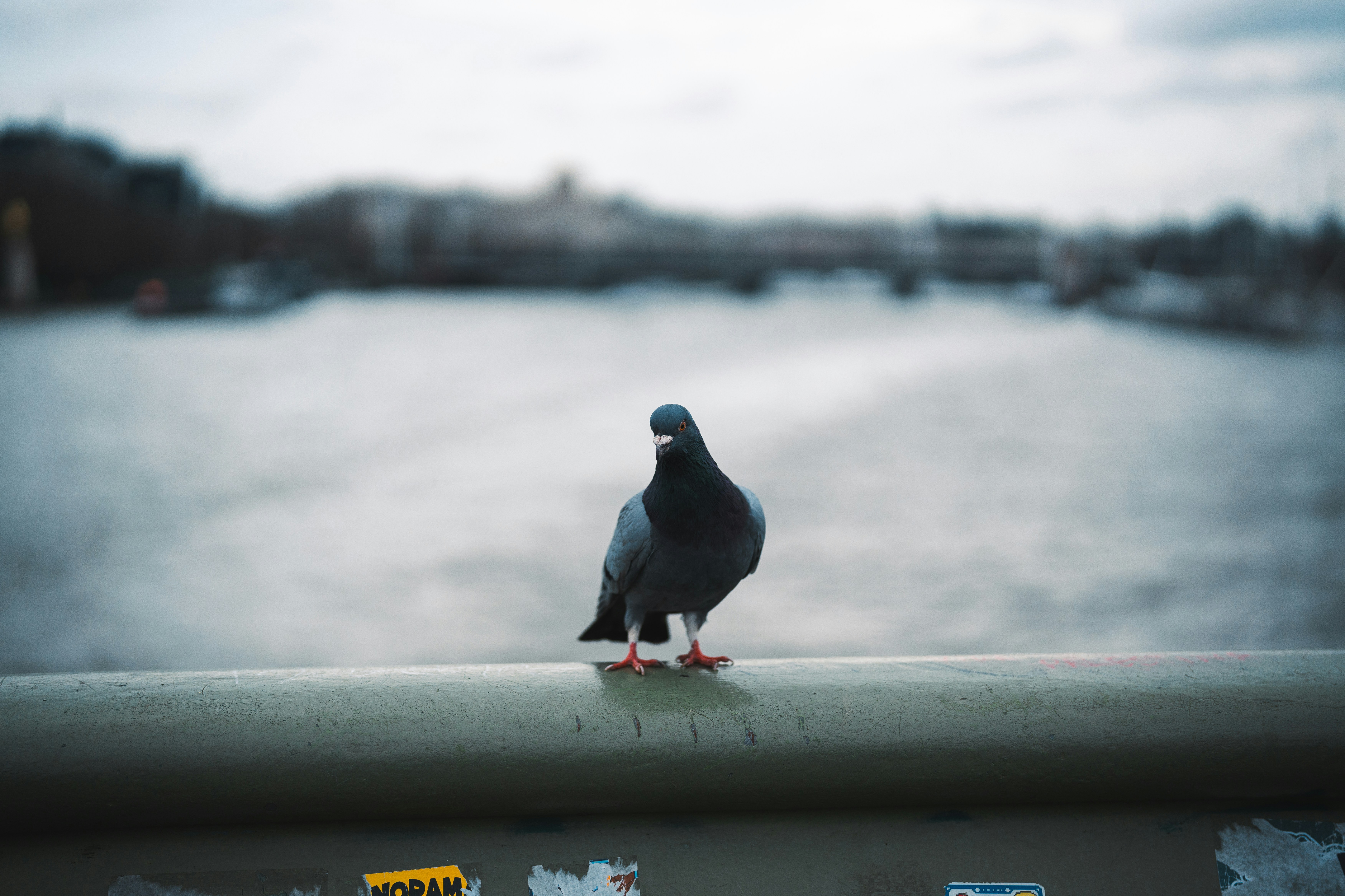 Harbor Sentinel: Pigeon on a Weathered Rail Over a Quiet Channel