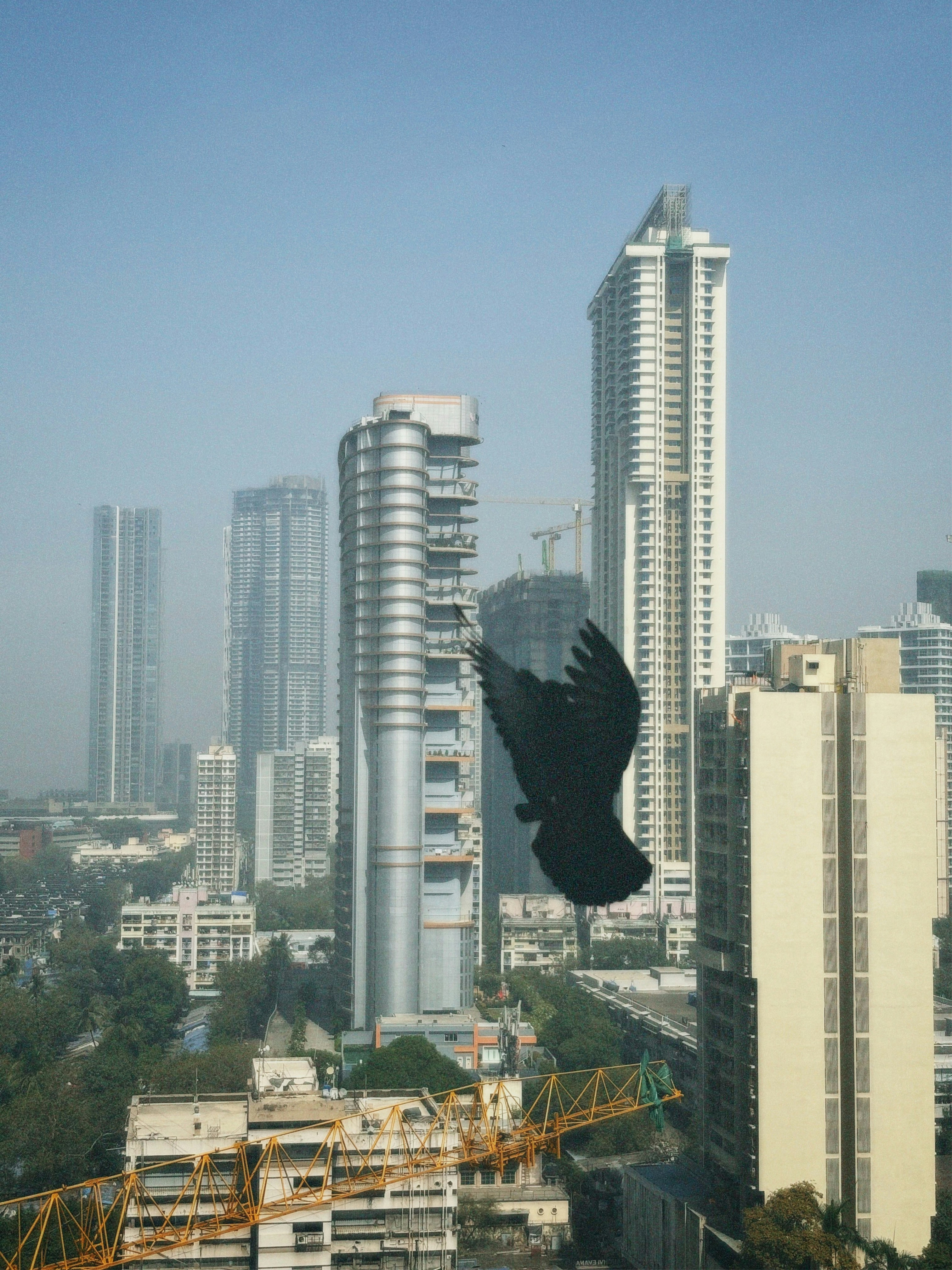 Silhouette of a Bird in Flight Over a Construction Cityscape