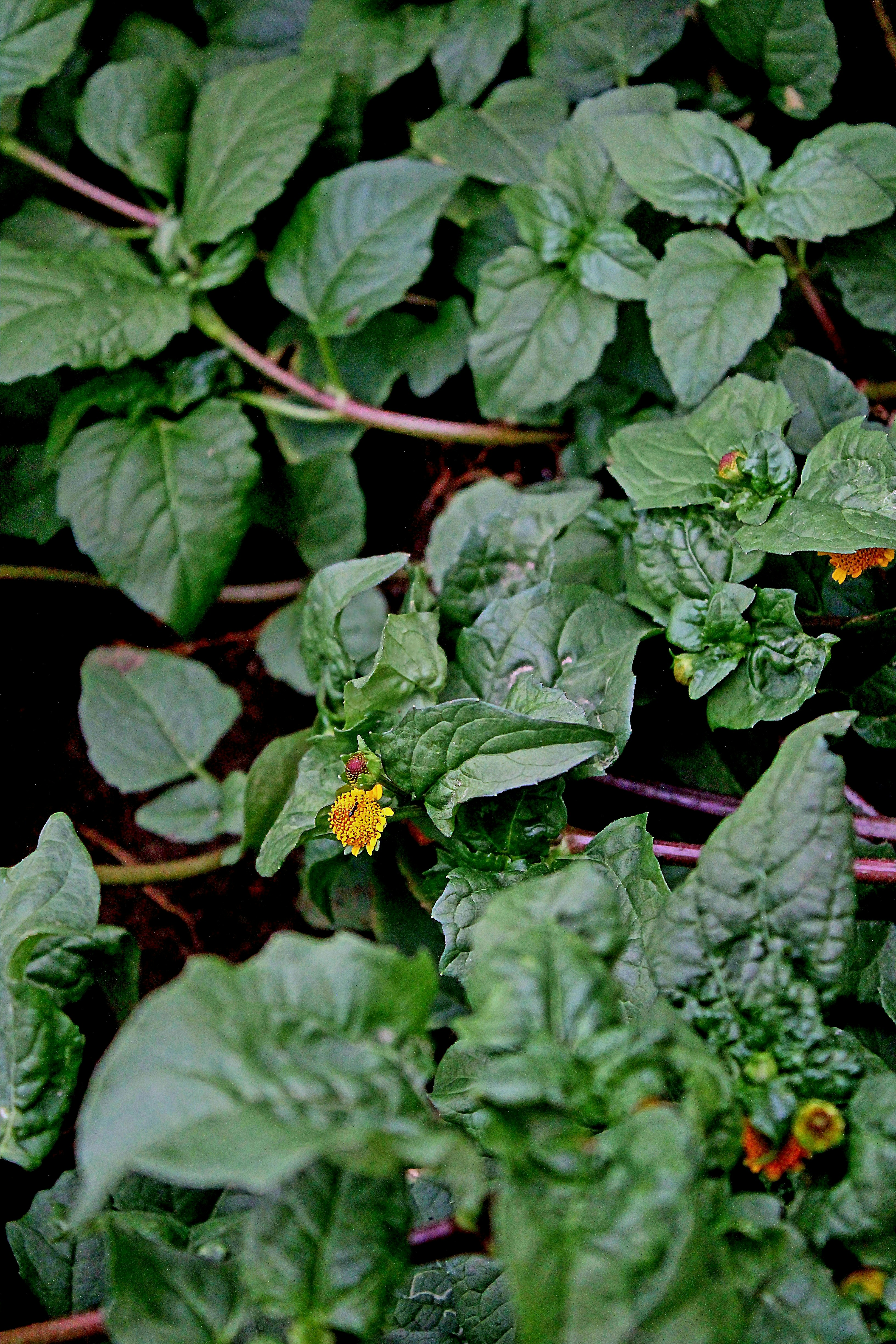 Frond & Bloom: a close-up of a leafy vine punctuated by a tiny yellow blossom