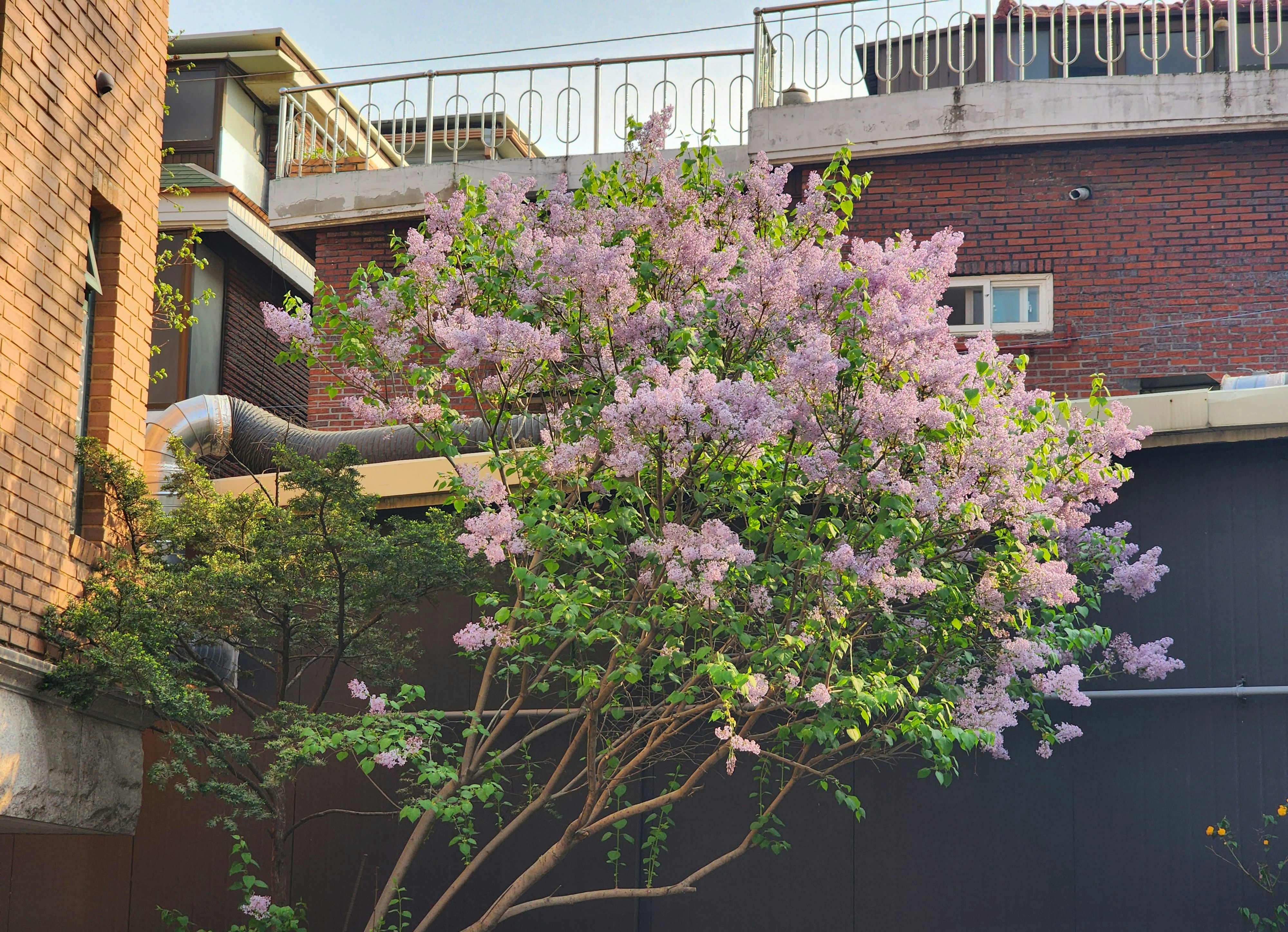 Lilac Crown in a Brick Courtyard: Urban Blossom Amidst Edges
