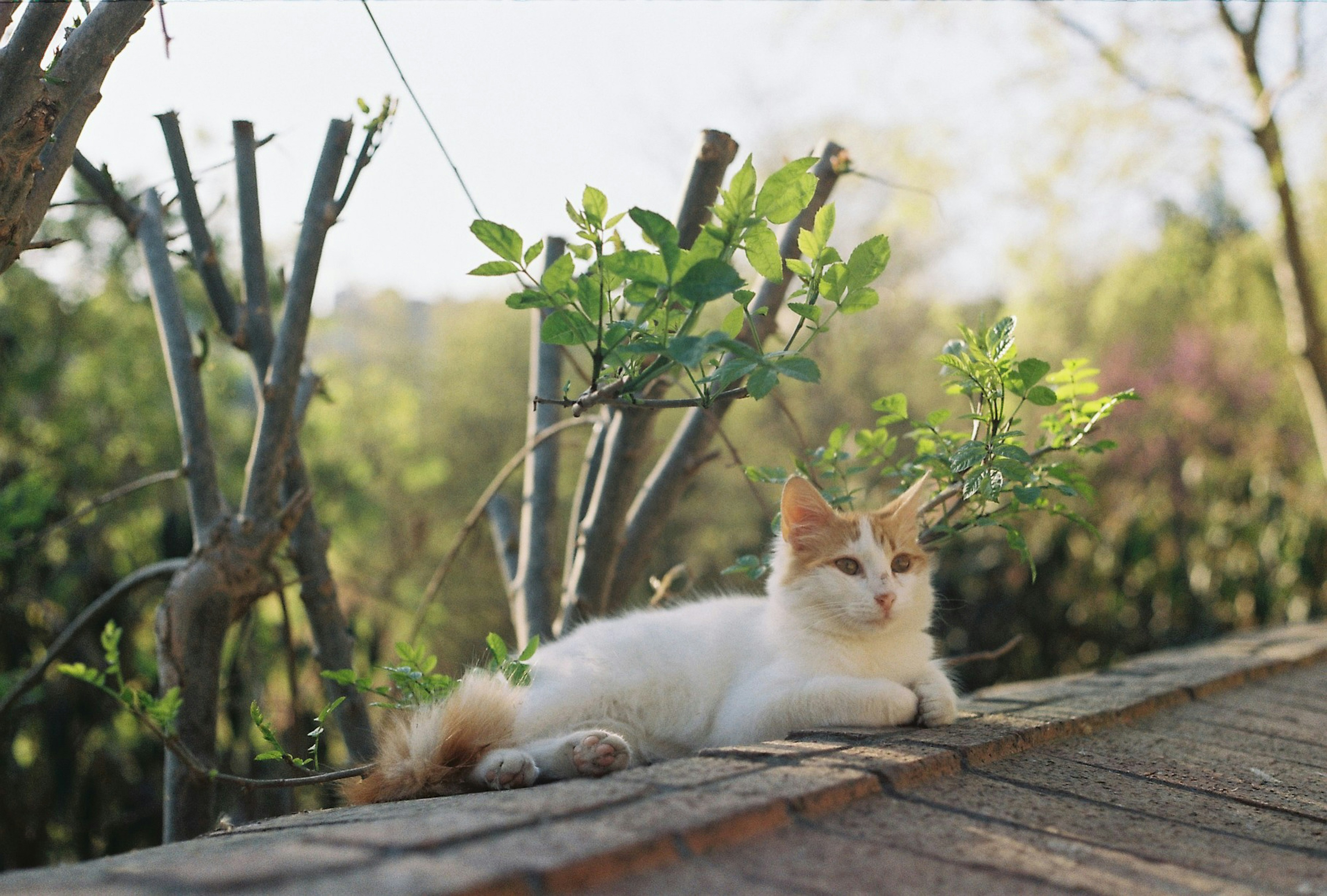 Sunlit Rooftop Lullaby: White-Orange Cat at Rest Among Garden Stakes