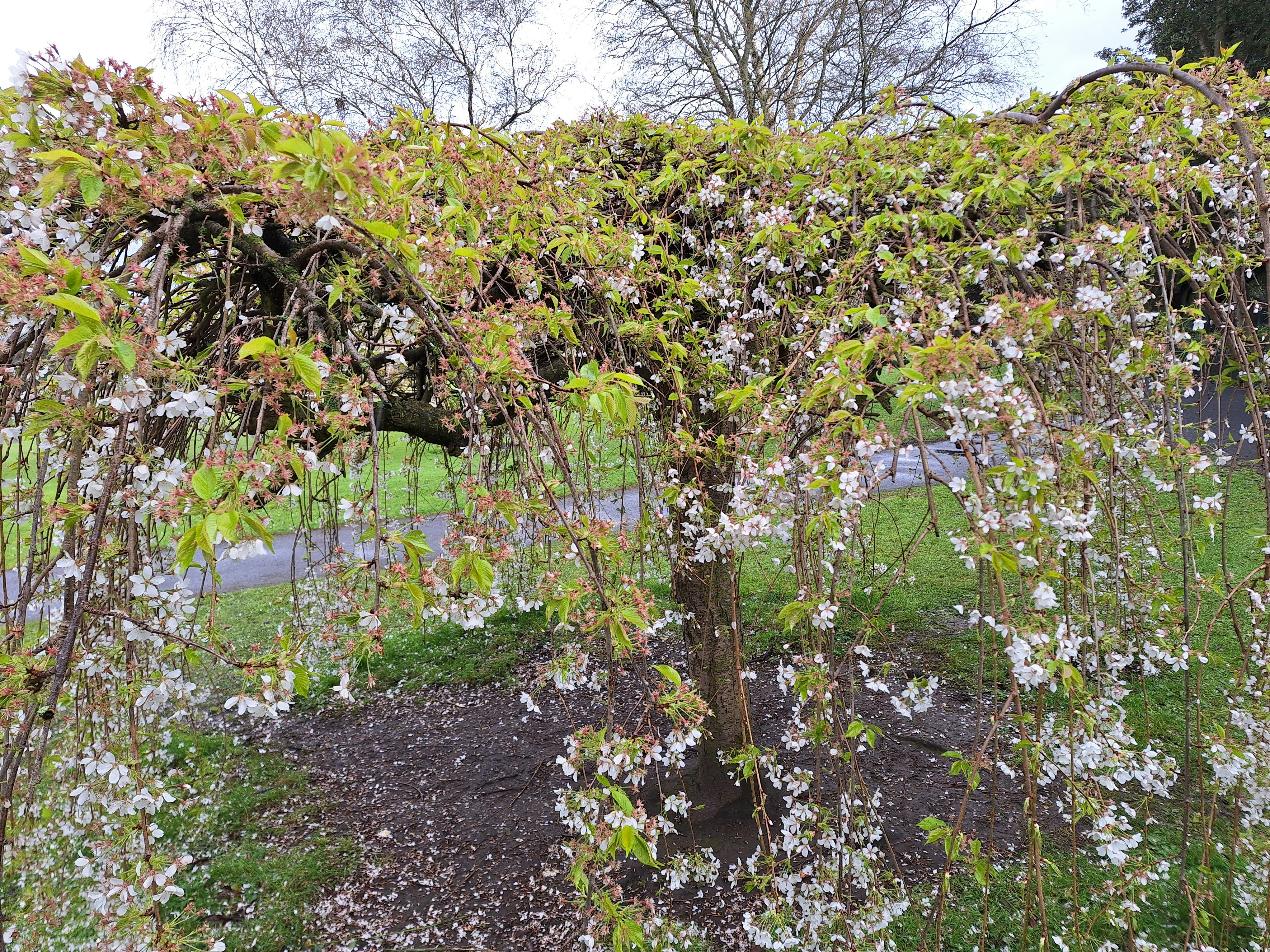 Whispering Blossoms Under a Canopy